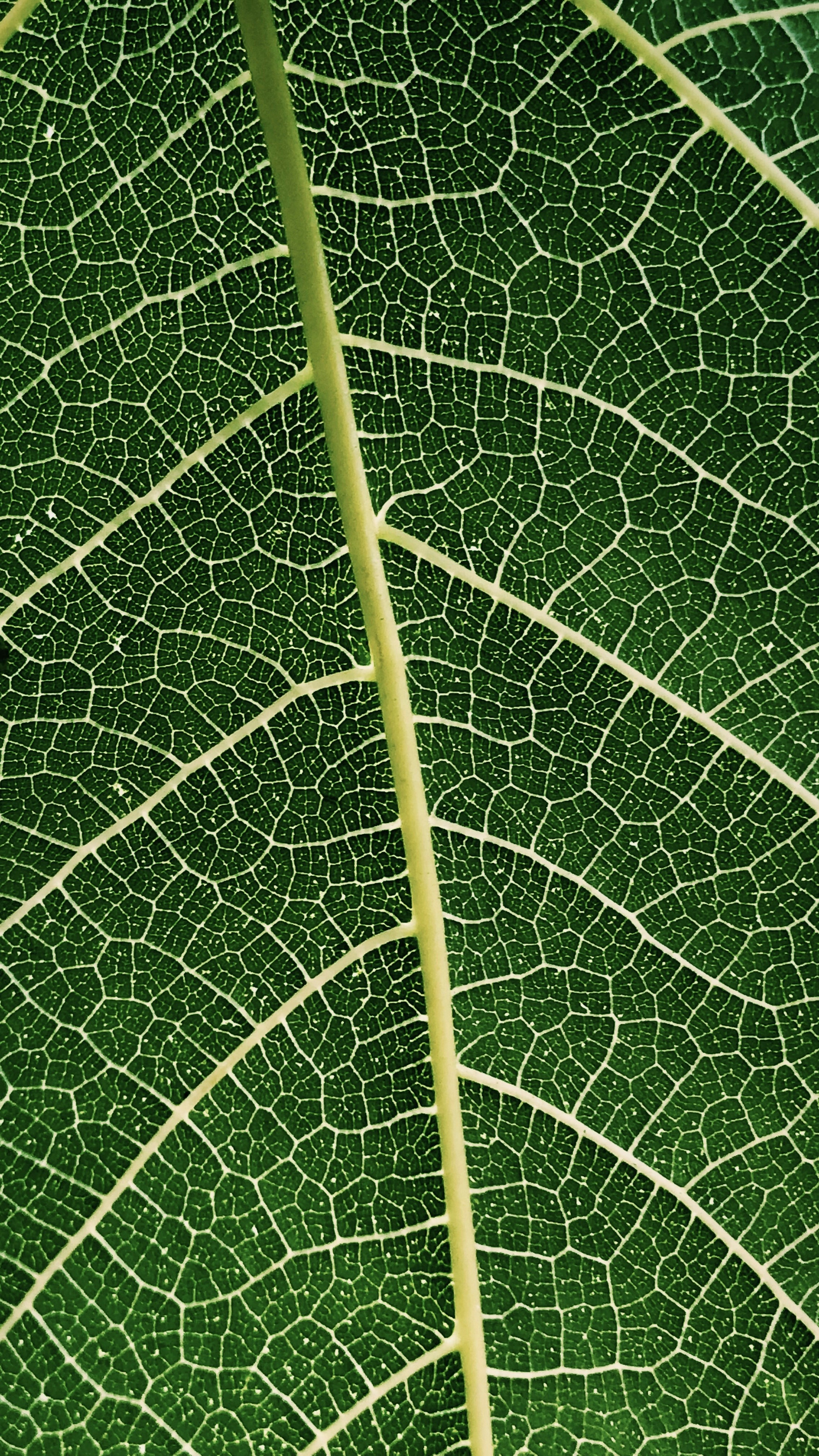 Leaf Veins Pictures | Download Free Images on Unsplash