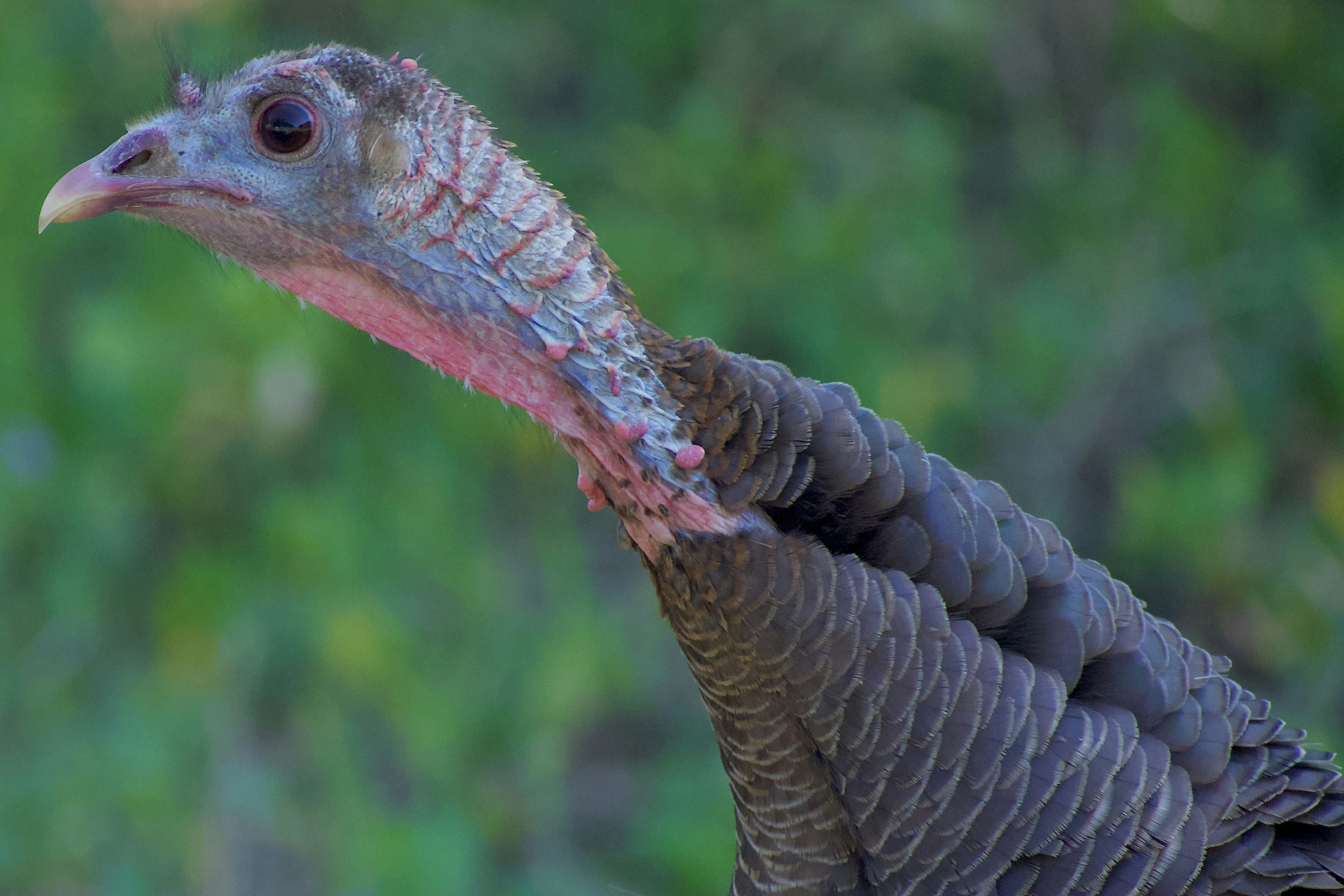 Turkey Bird Pictures | Download Free Images on Unsplash