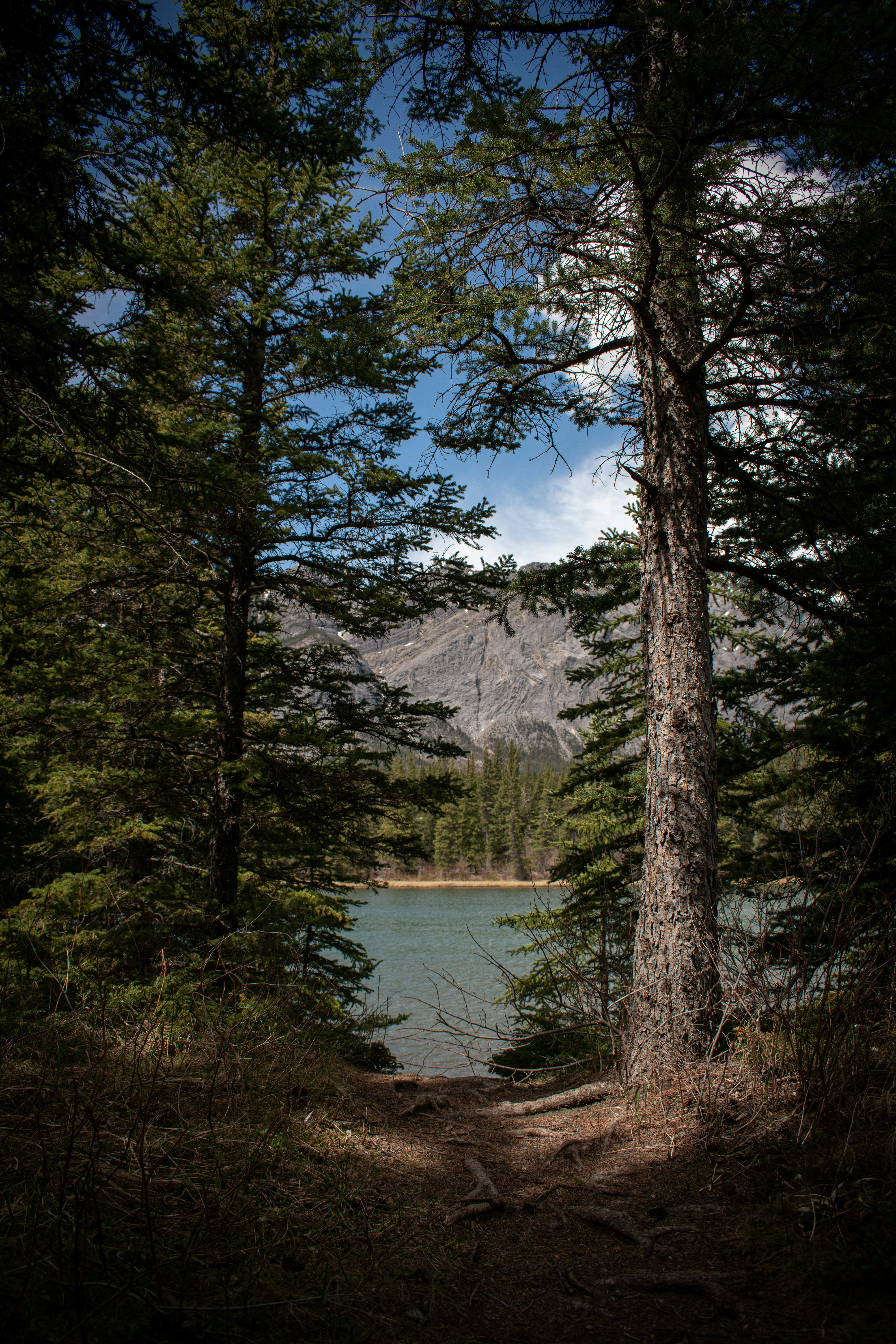 Through Pine Arches to an Alpine Lake
