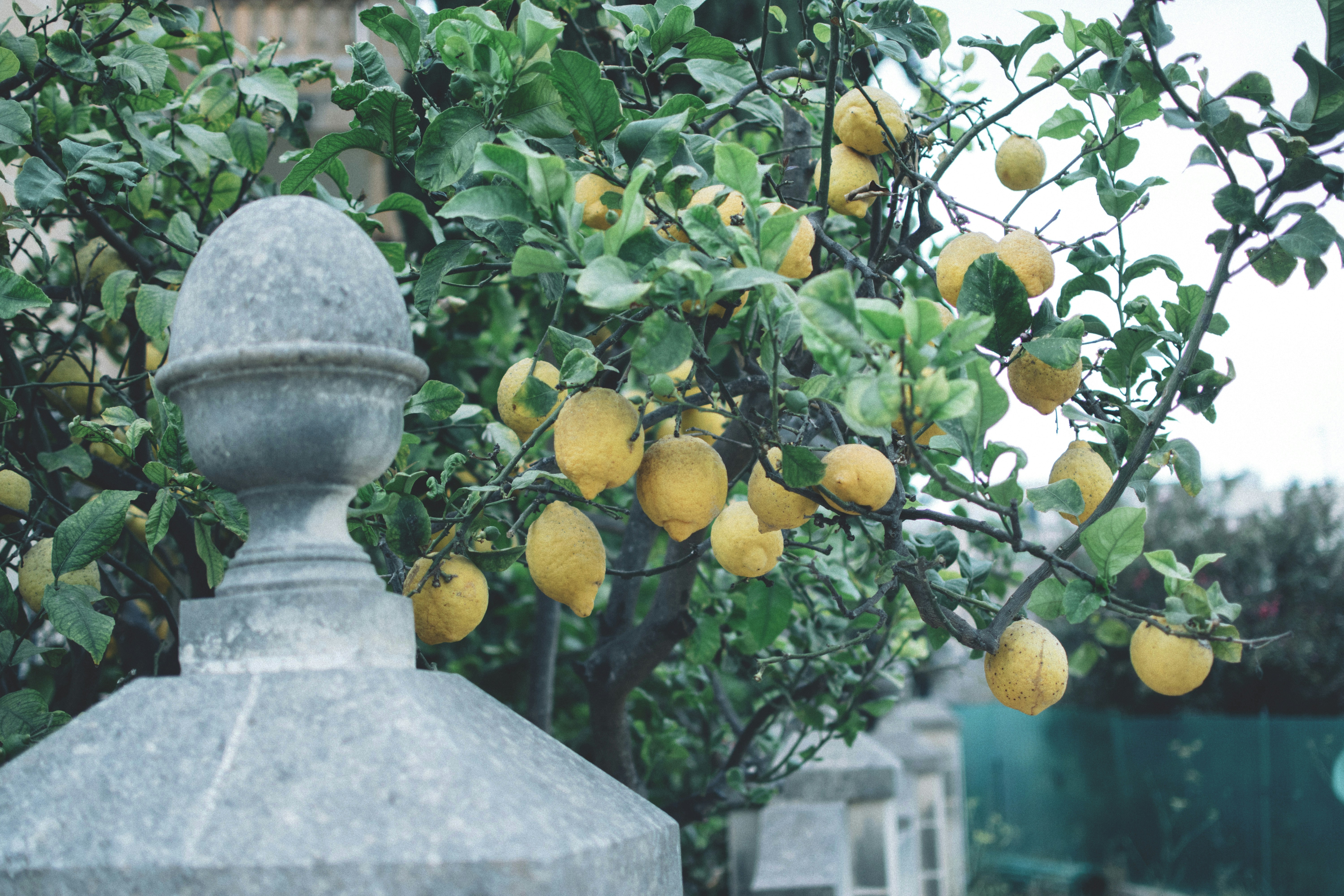 Golden Lemons Draped Across a Weathered Stone Post