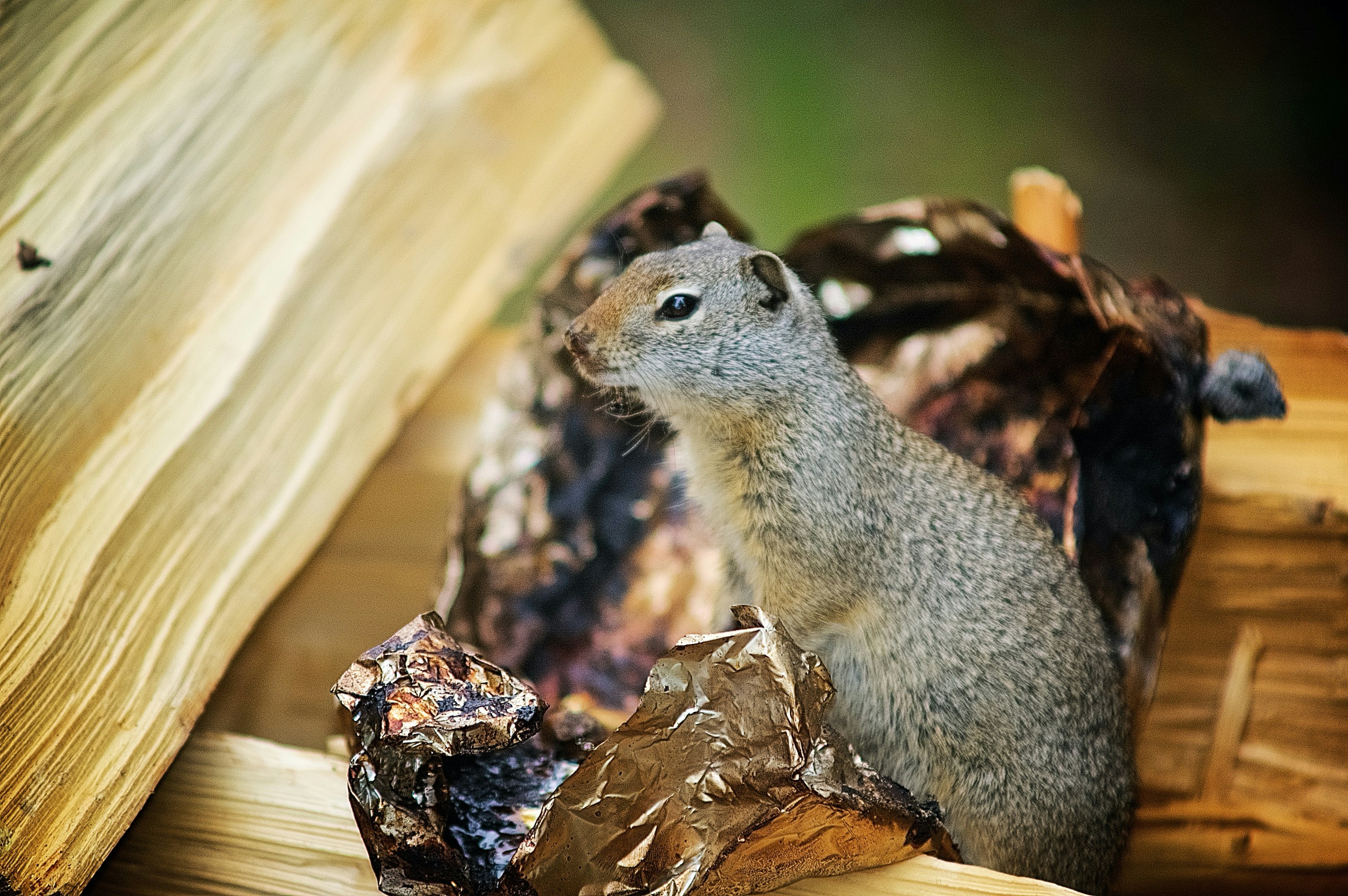 Curious Rodent Among Charred Wood Shards