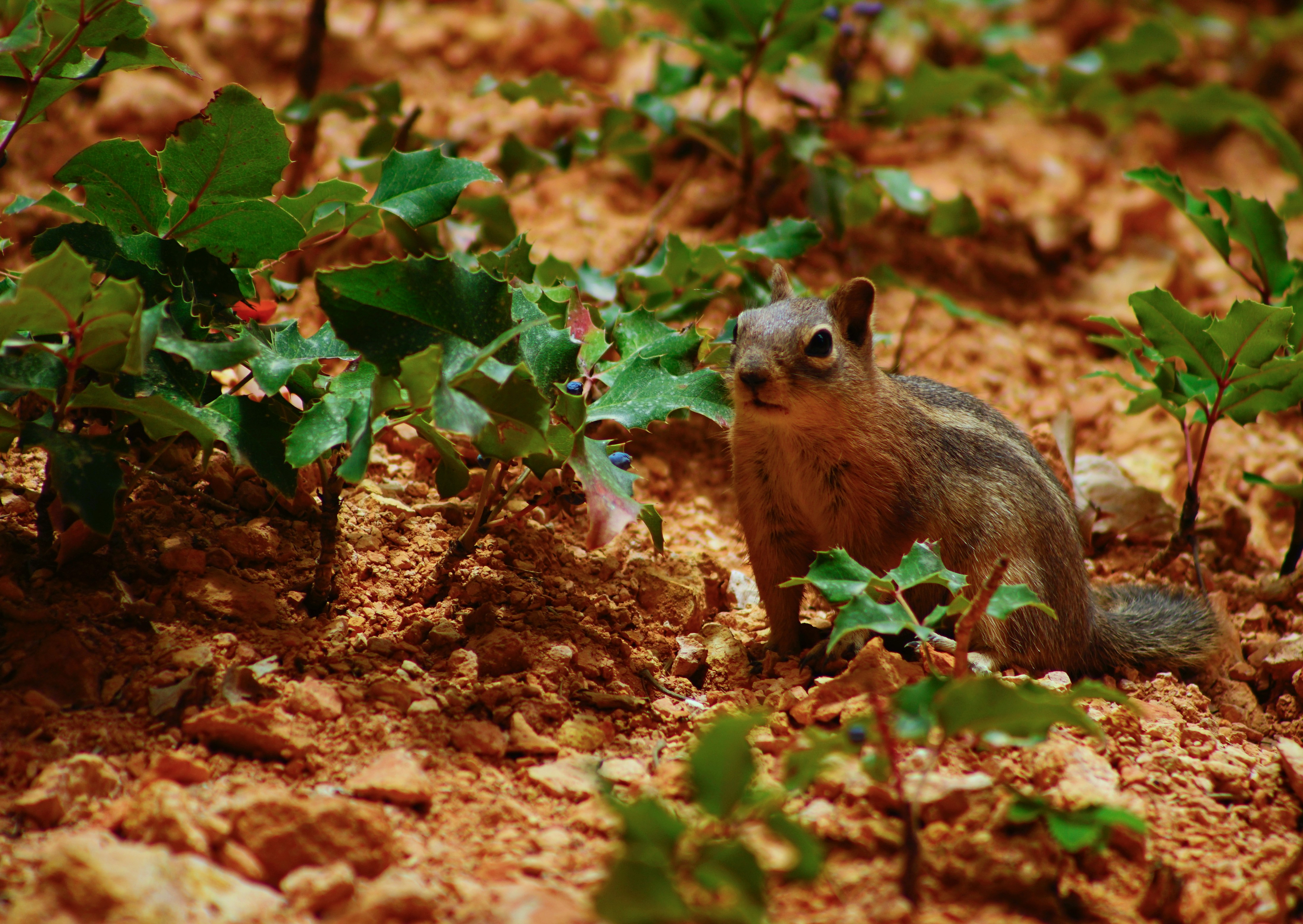 A curious squirrel pauses amidst lush greenery and earthy soil, showcasing its inquisitive nature.