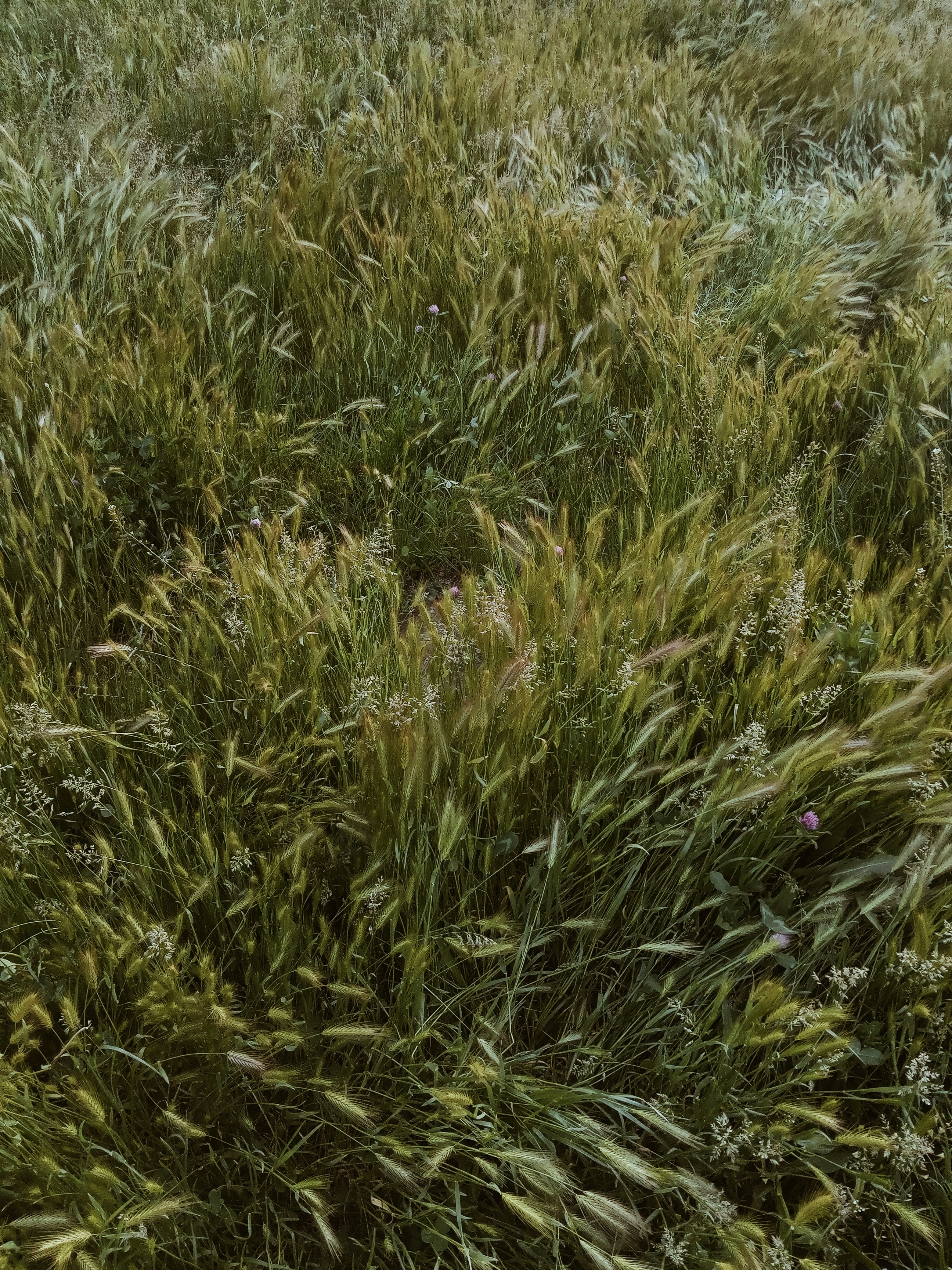 Grasses in Golden Field: a Quiet Tangle of Reeds and Seedheads
