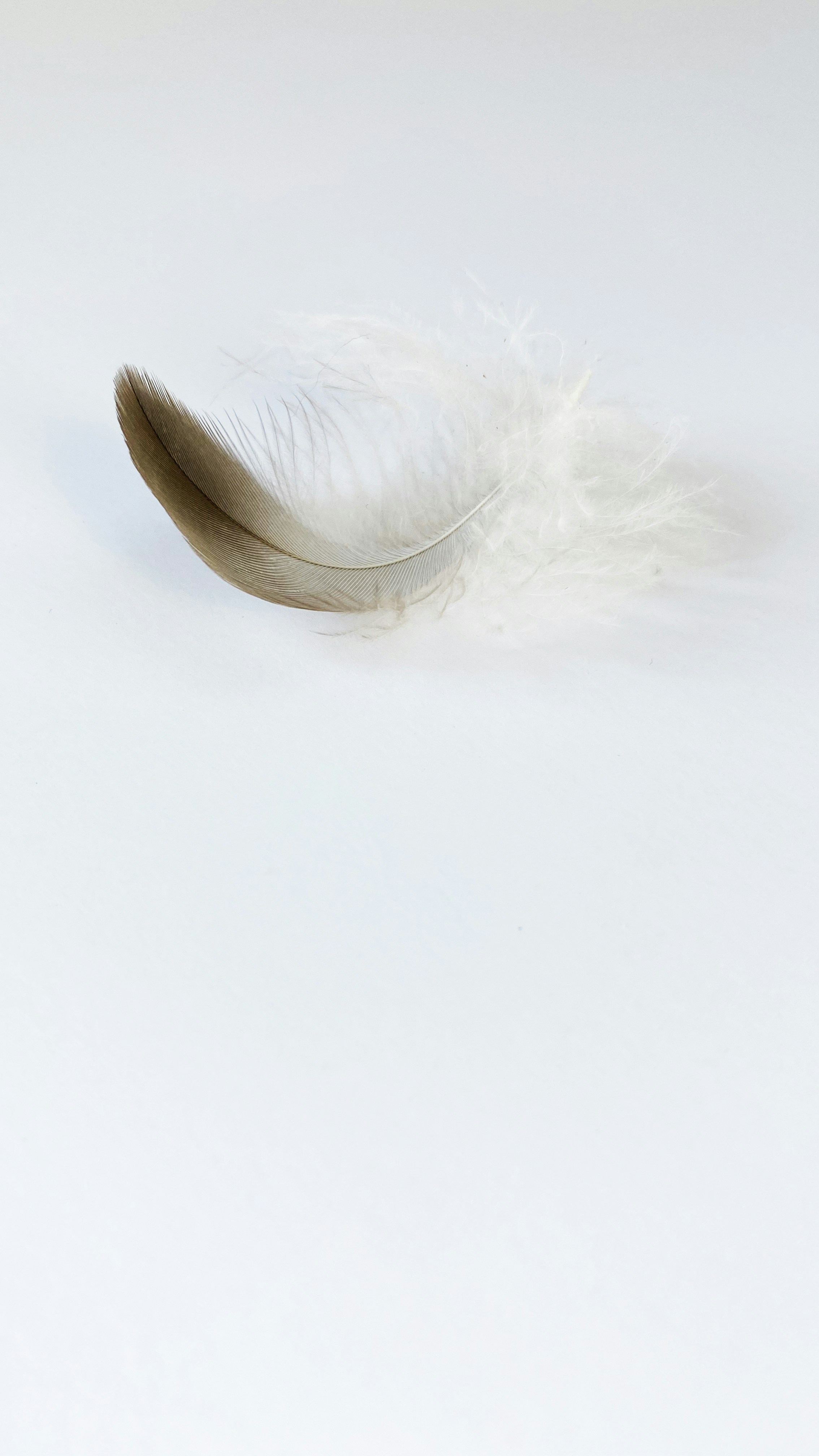 Delicate feather resting on a smooth surface, showcasing intricate details and soft textures.