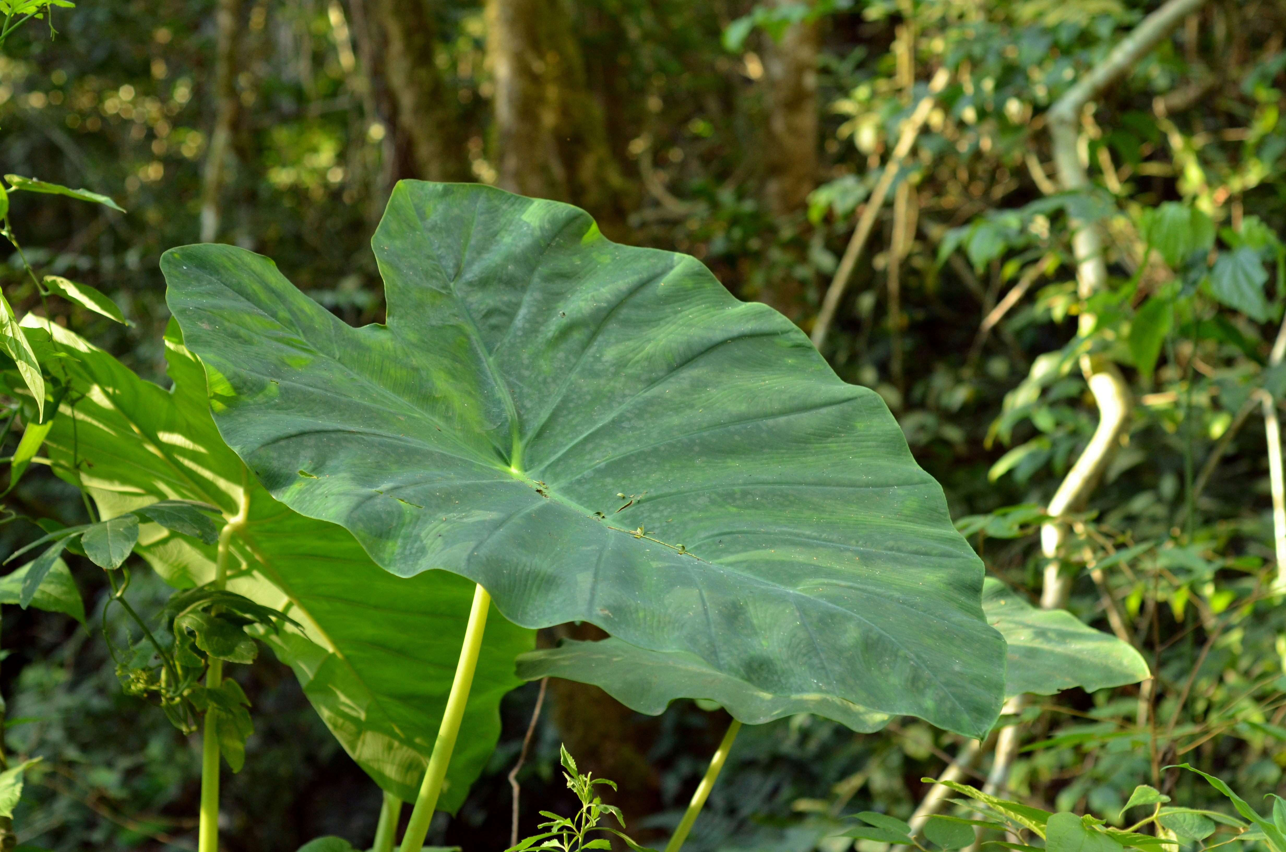 green leaf plant in close up photography