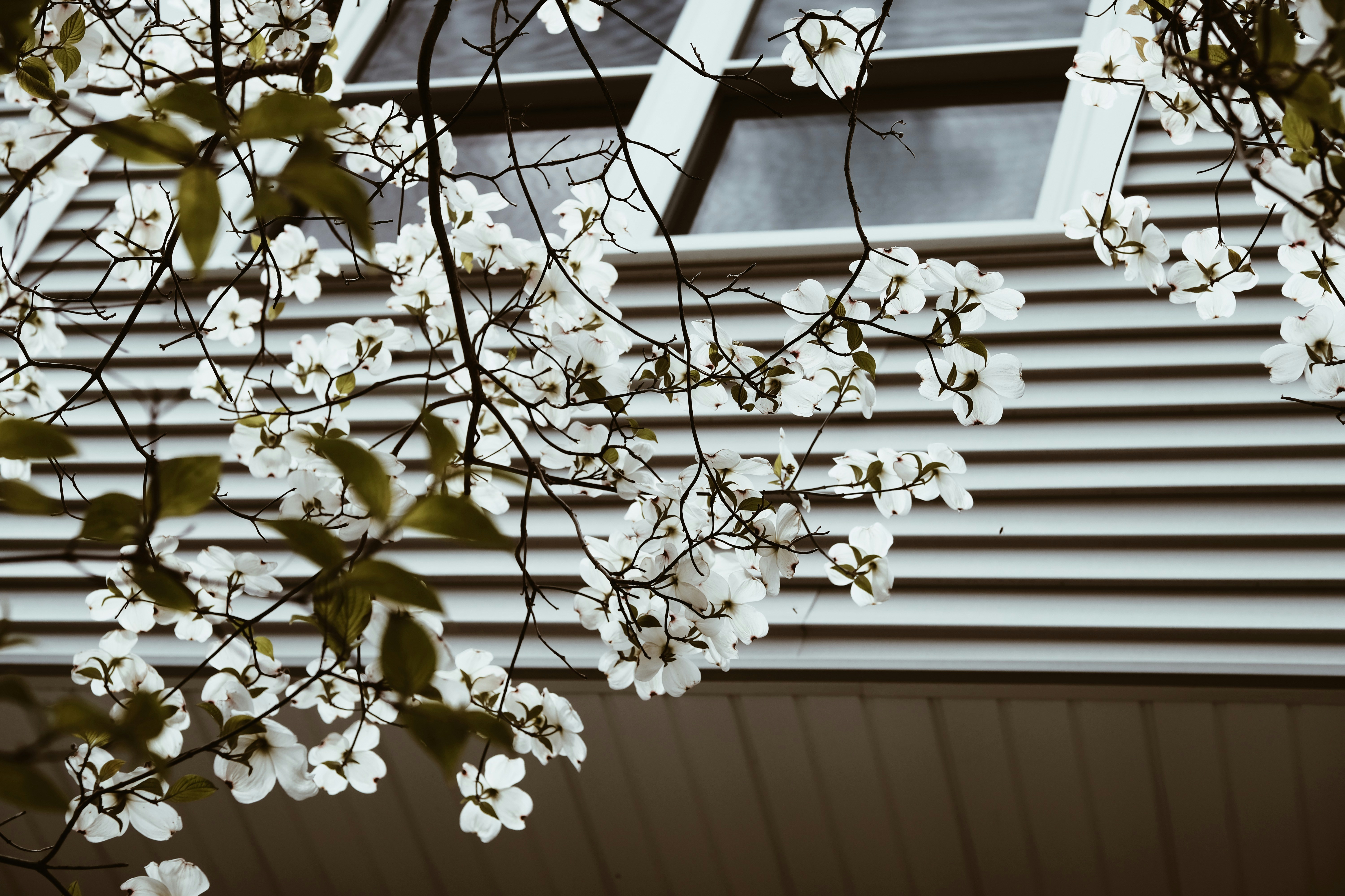 Delicate white flowers frame the corner of a house, contrasting with the textured siding and window above. 