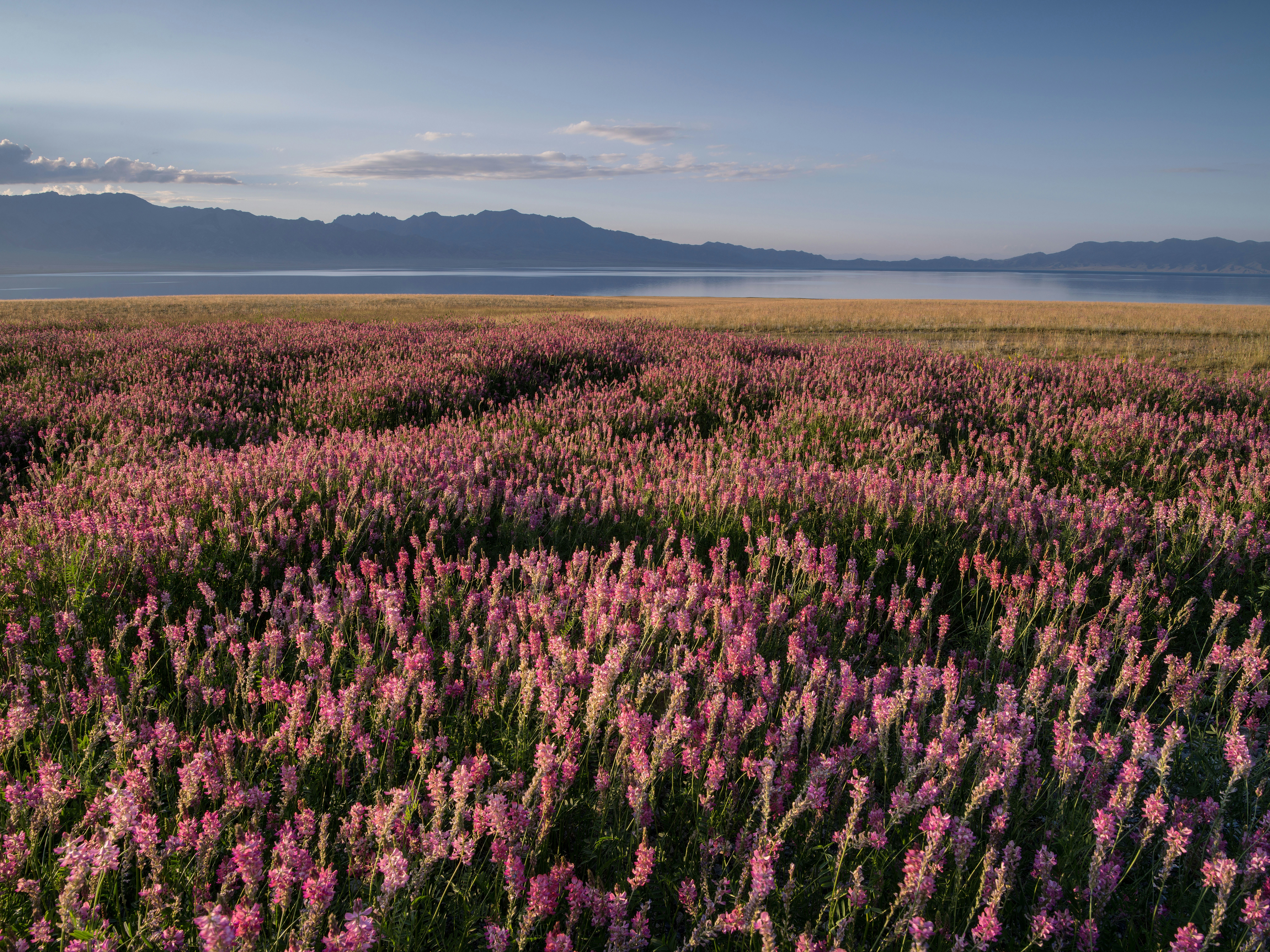 Vast field of blooming pink lupines stretching towards a tranquil lake, framed by distant mountains under a soft sky.