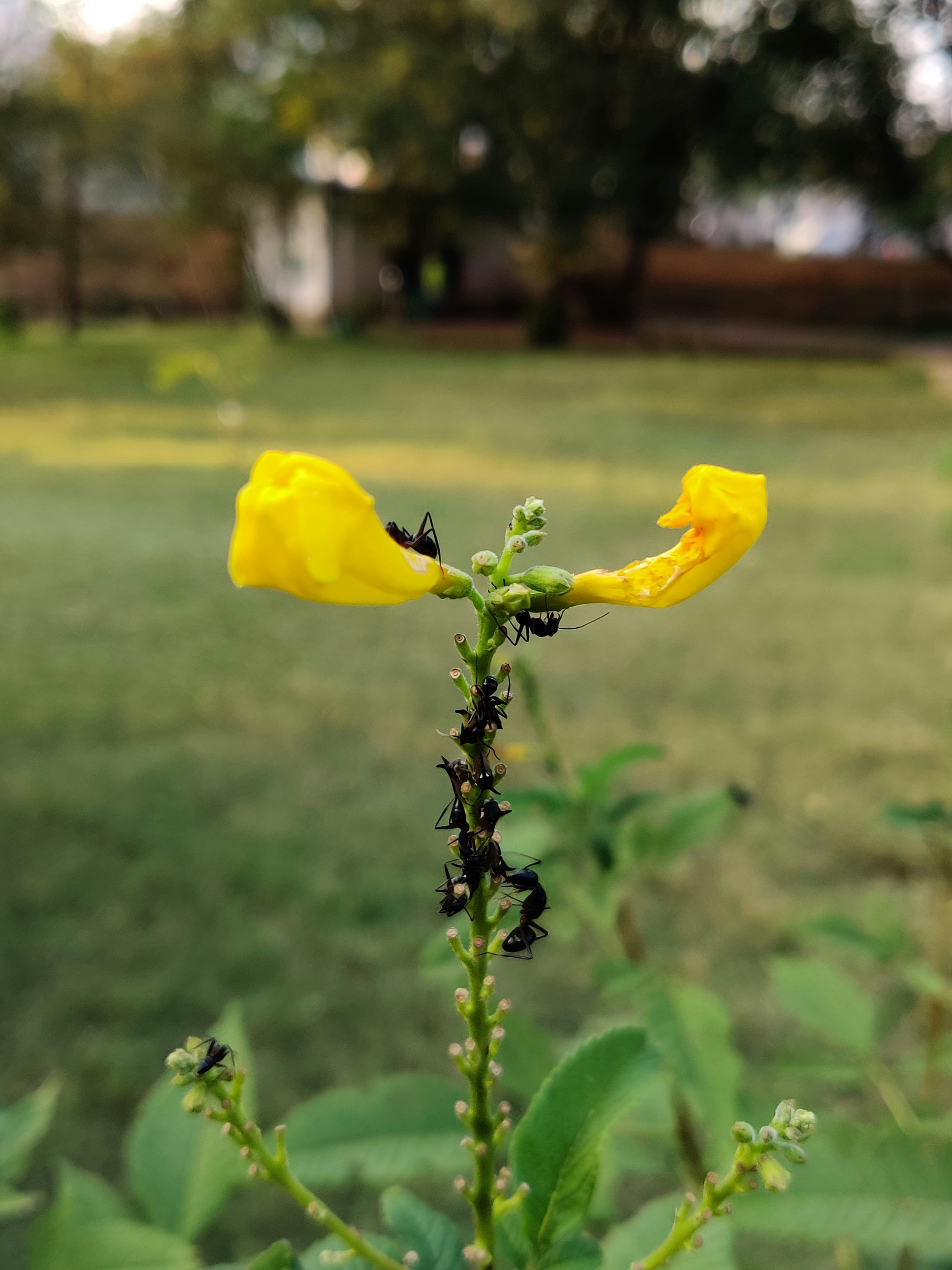 Ants in Focus: Close-Up on a Yellow Bloom in a Quiet Park