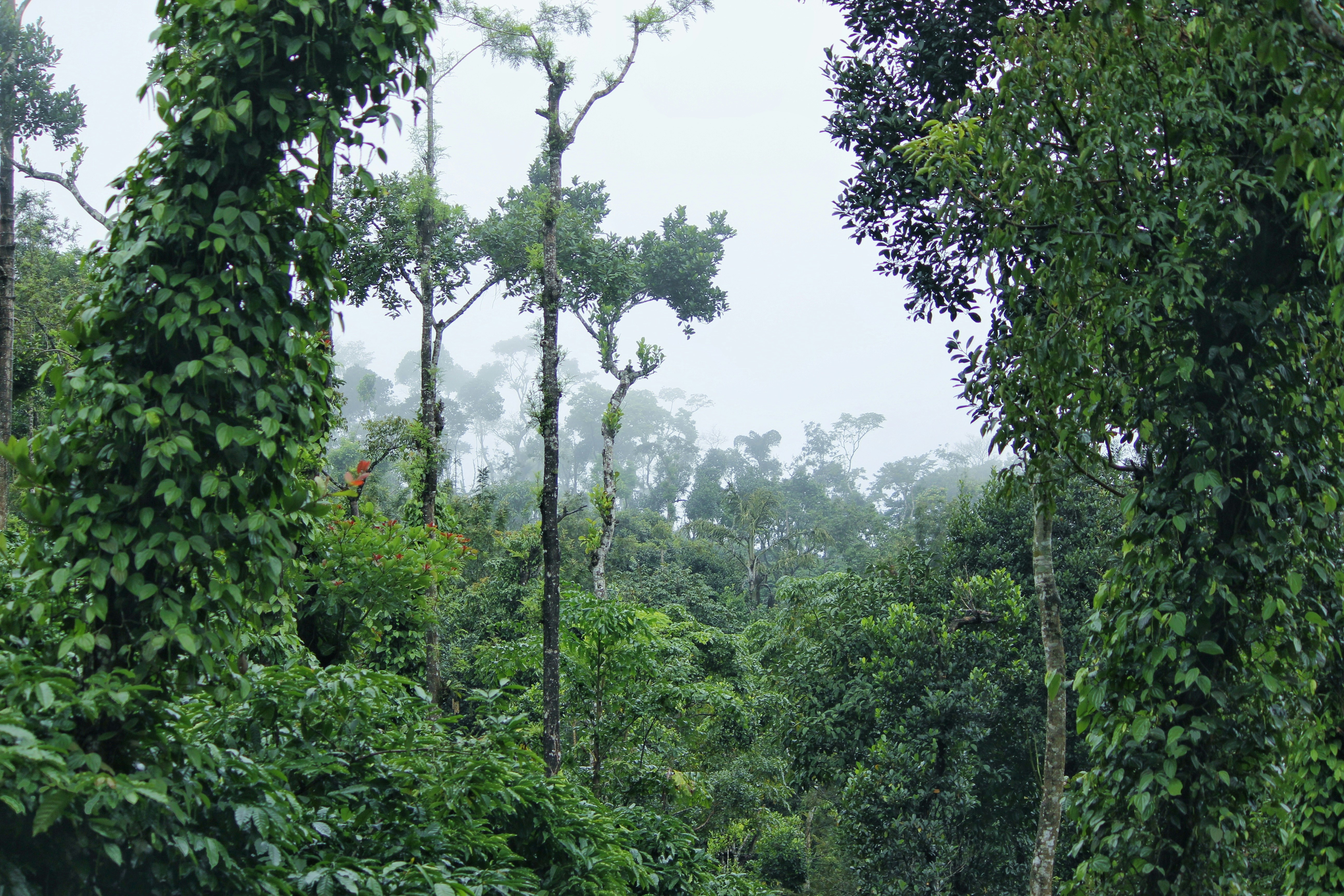 Lush green foliage envelops towering trees in a misty jungle, creating a serene atmosphere. The dense vegetation hints at the rich biodiversity thriving within.