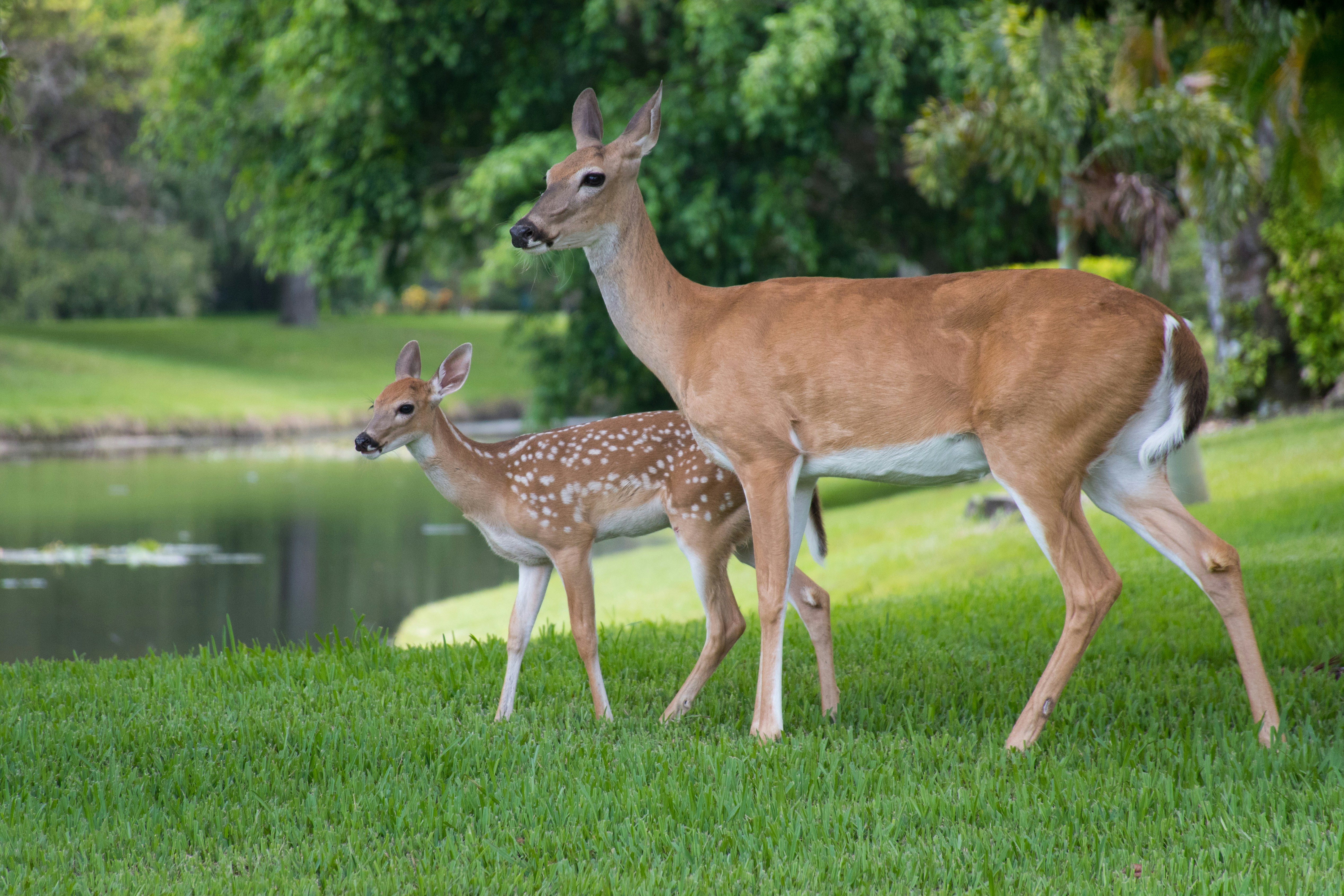 A doe and fawn stand near a pond. photo – Free Animal Image on Unsplash