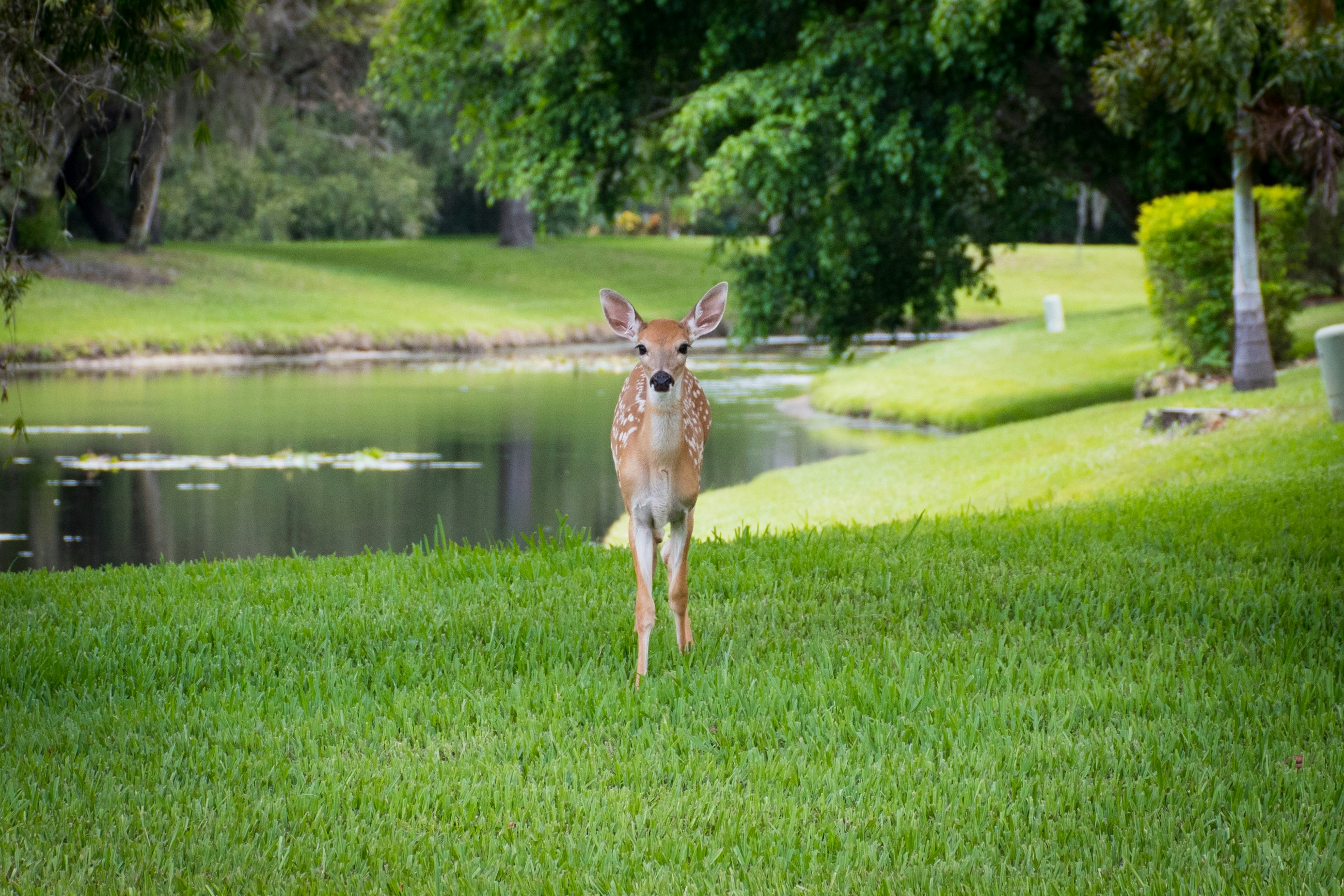 A deer stands in front of a pond.