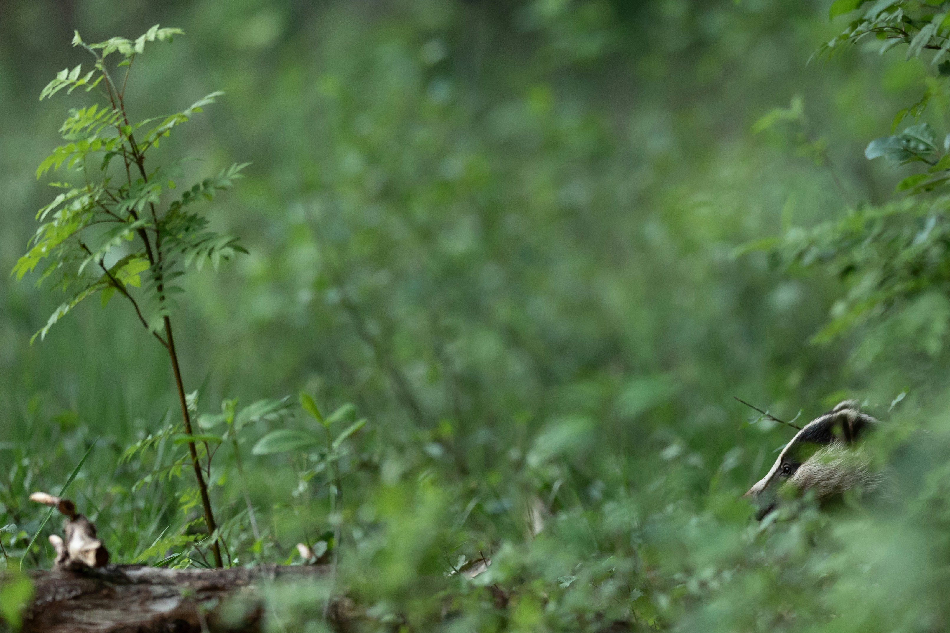 Young sapling emerging amidst lush green foliage on a forest floor.