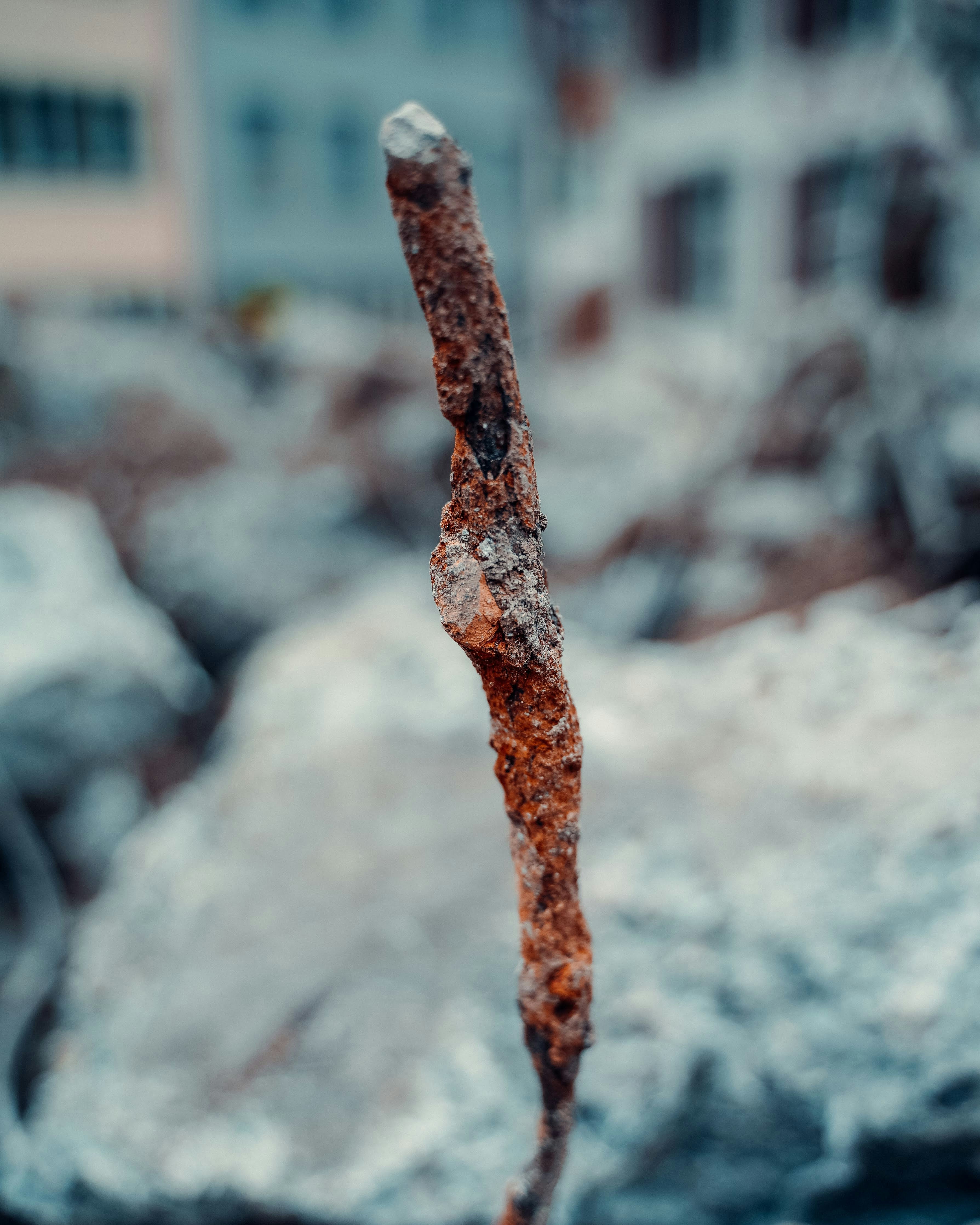 Rusty twig of resolve amid frosted urban debris