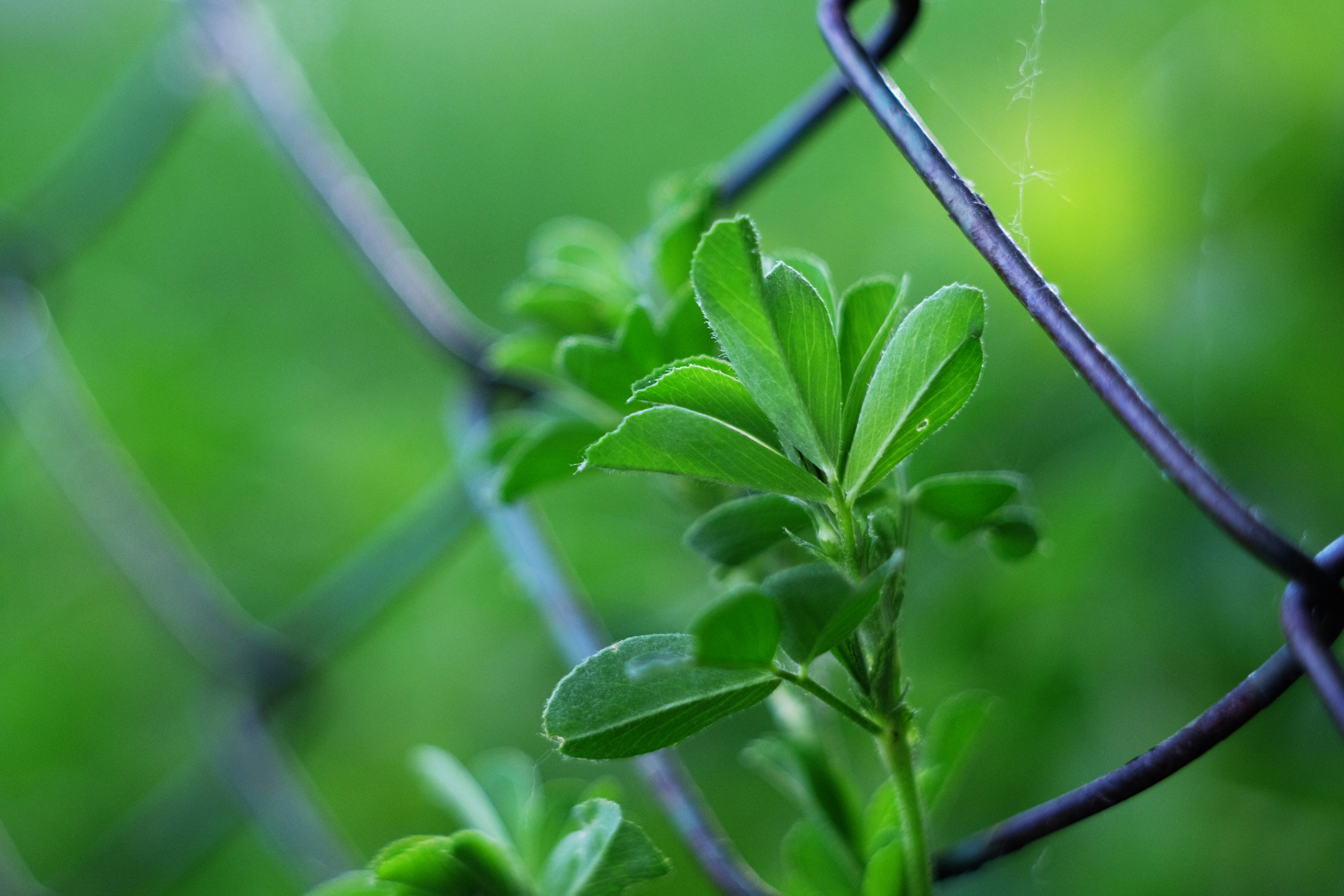 Emerald Vein Reaching Through Steel Mesh