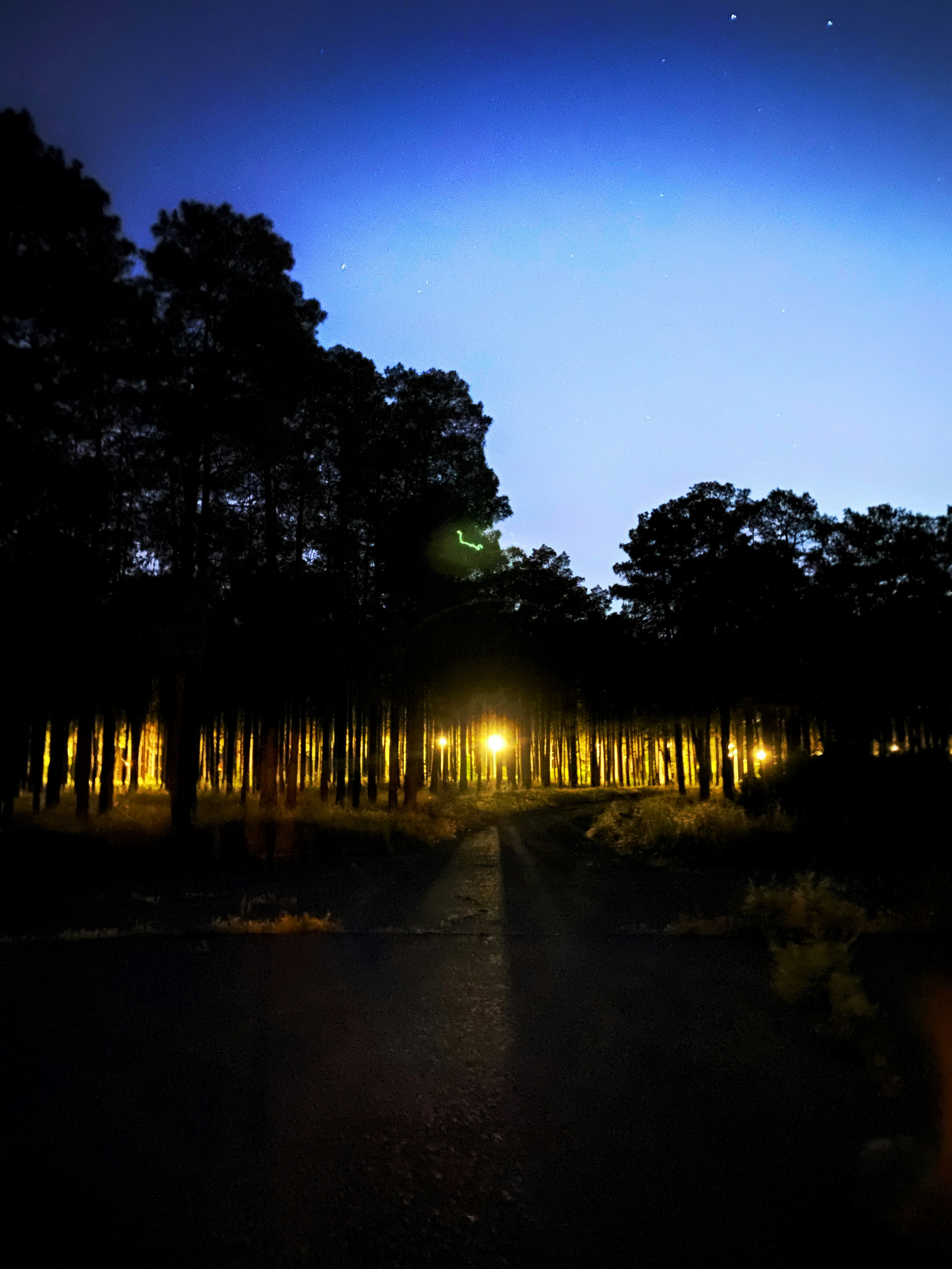 Lantern Between Pines: A Quiet Night Walk Down a Velvet Forest Path