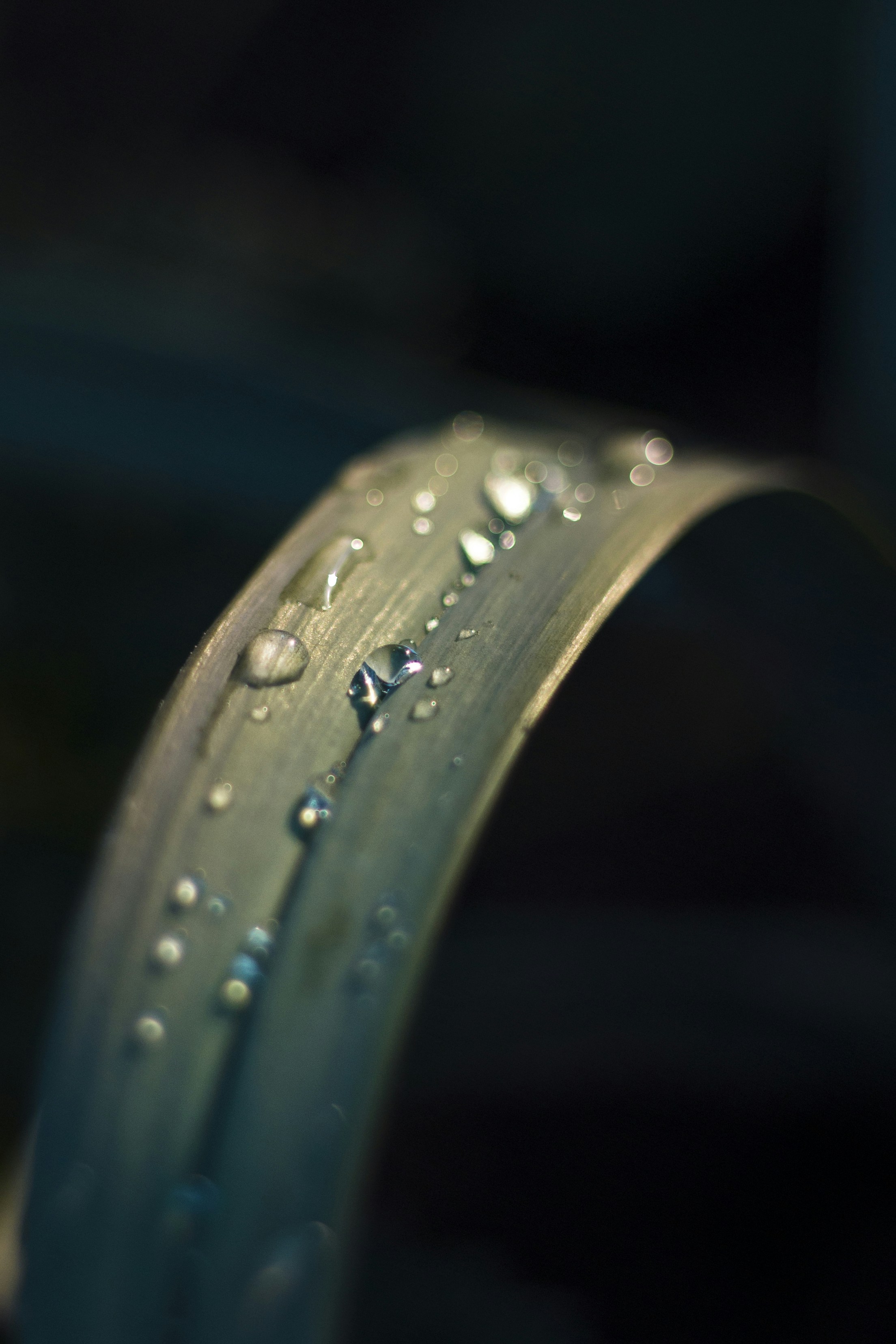 Dewdrop Field: A Metallic Curve in Soft Focus