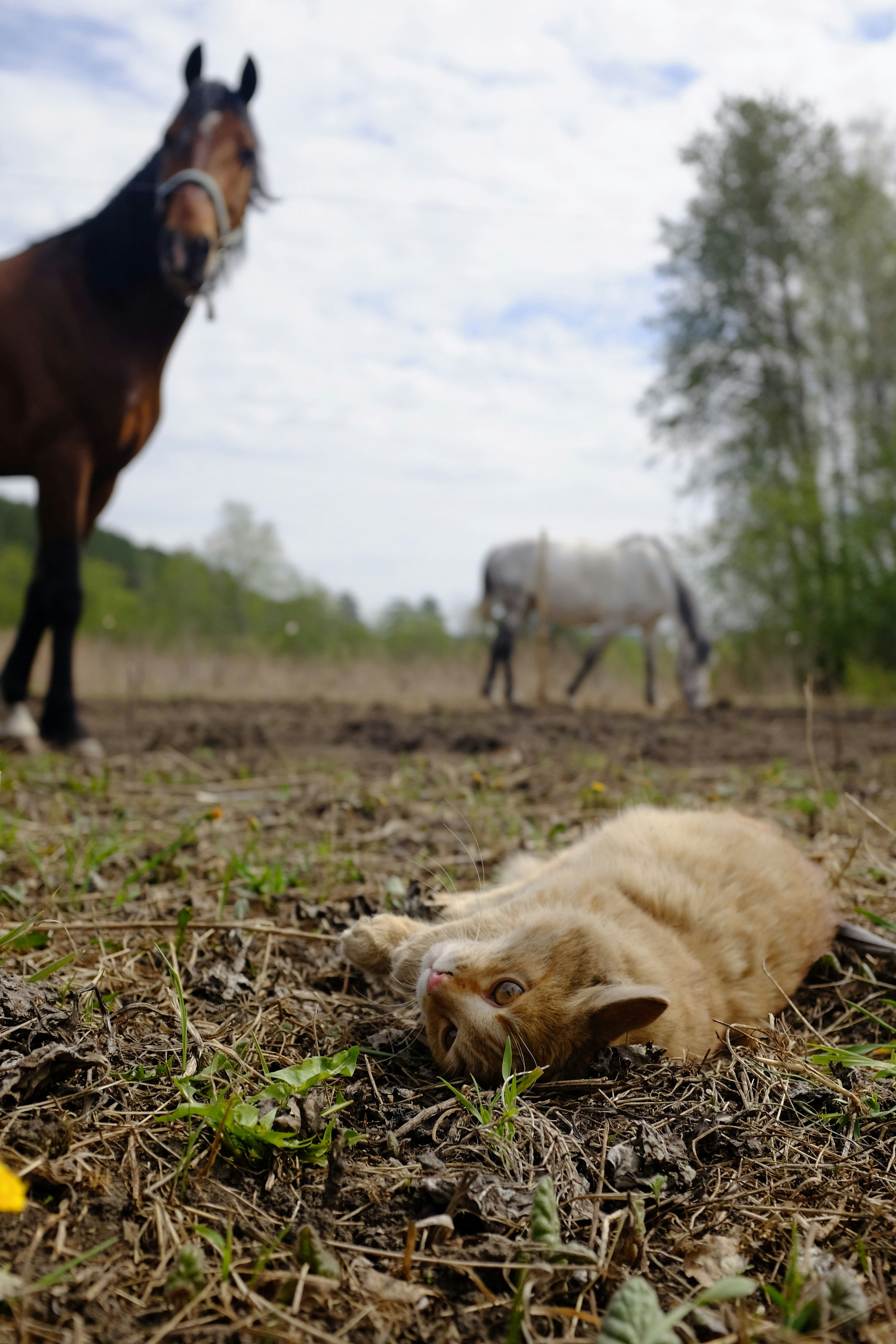 Dusty Foreground, Ginger Cat in Focus as Distant Horses Blur Under Open Skies