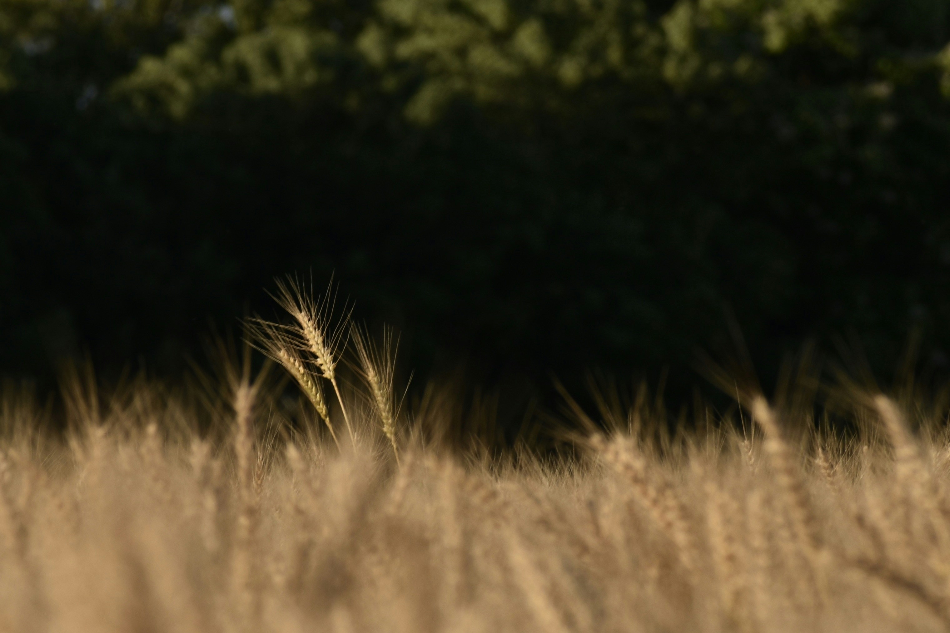 A single stalk of wheat rises above a field, illuminated by warm sunlight against a dark, blurred backdrop of foliage.