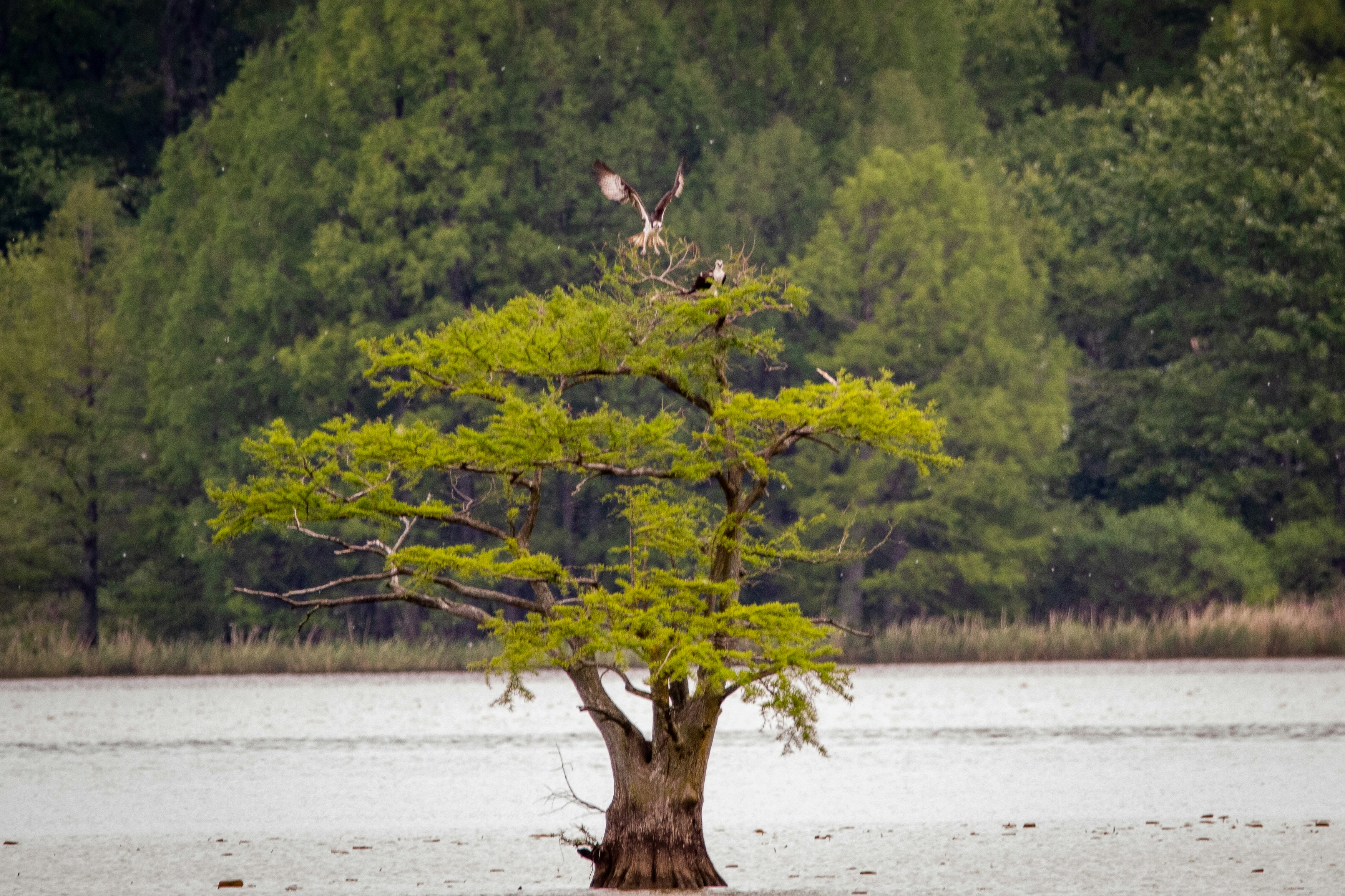 Crown of Birds: A Lone Tree Rising from a Quiet Lake