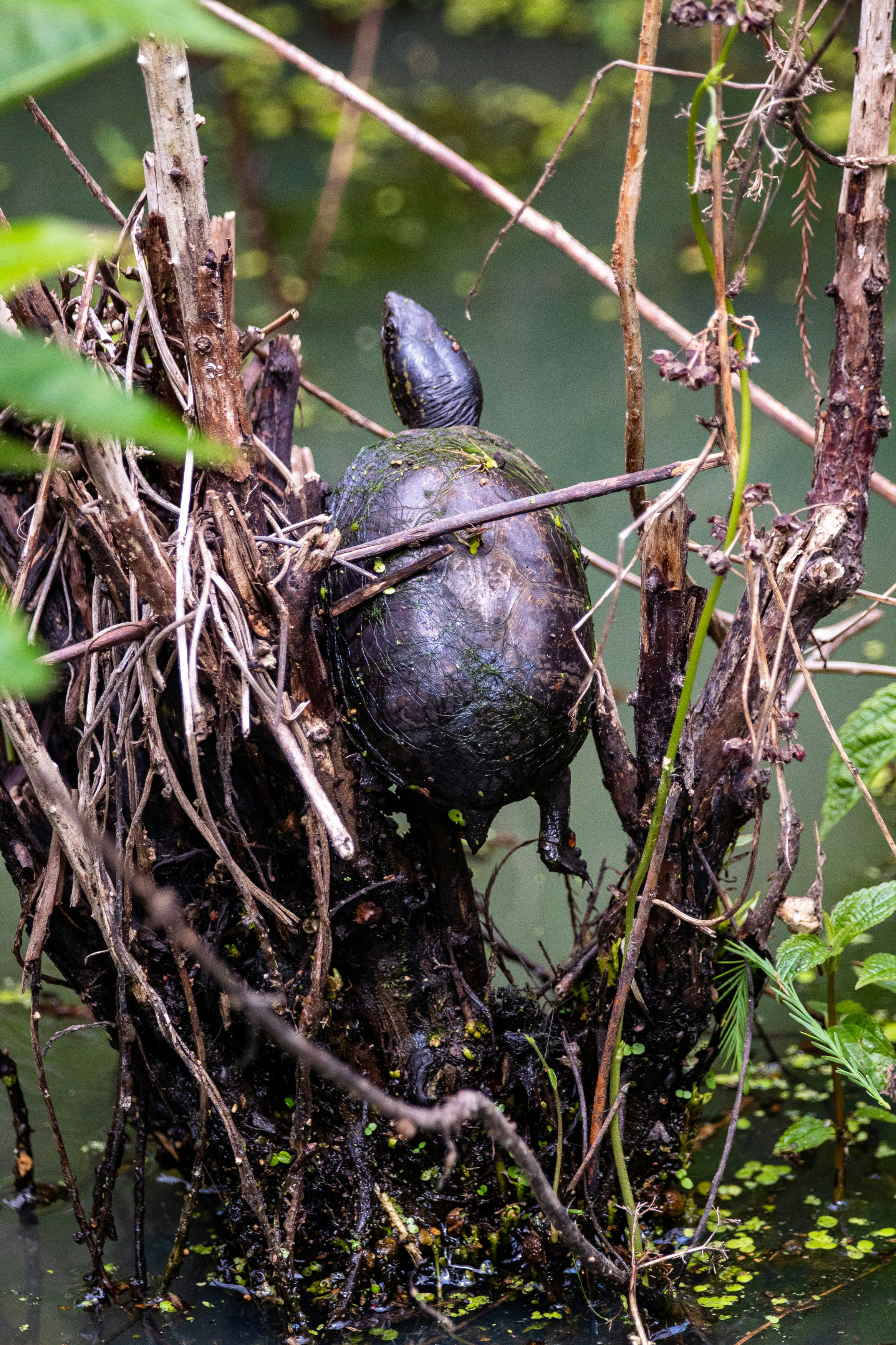 A turtle appears to be stuck between two branches.