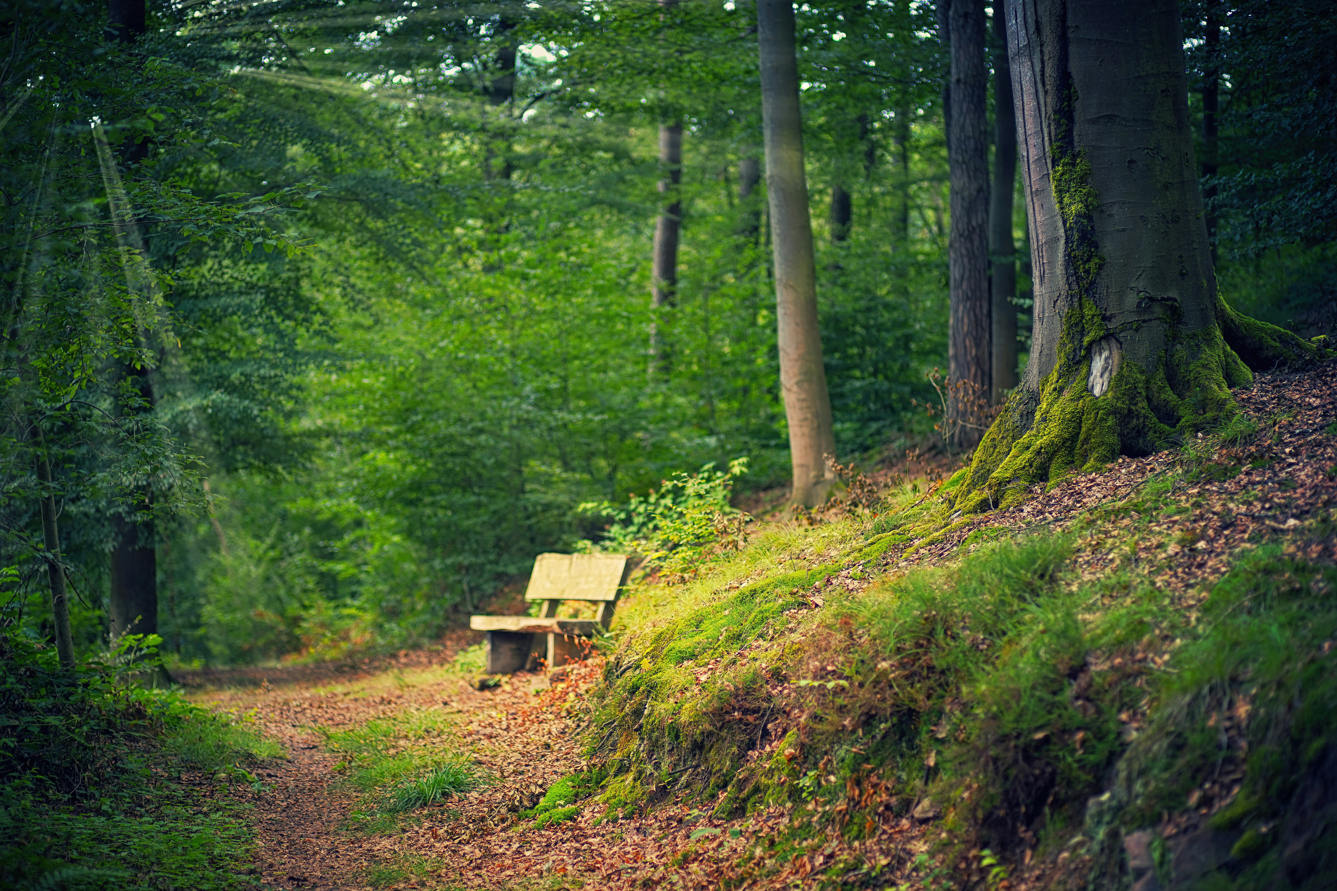 A serene forest path leads to a weathered bench nestled among lush greenery and moss-covered roots.