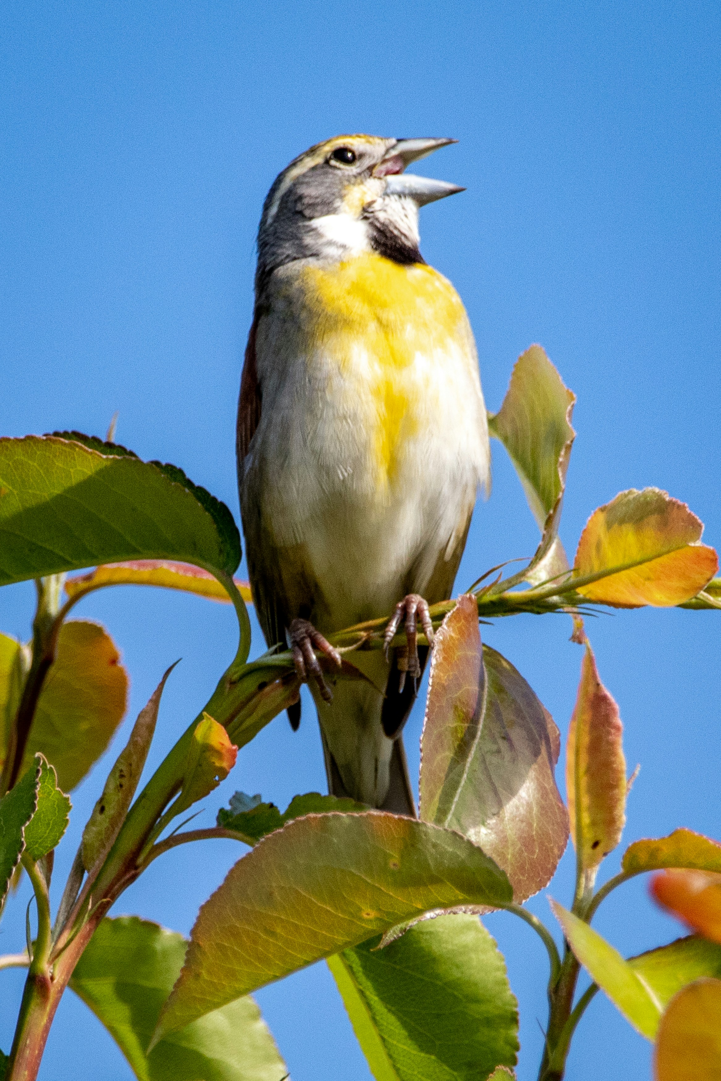A dickcissel singing out while perched at the top of a tree.