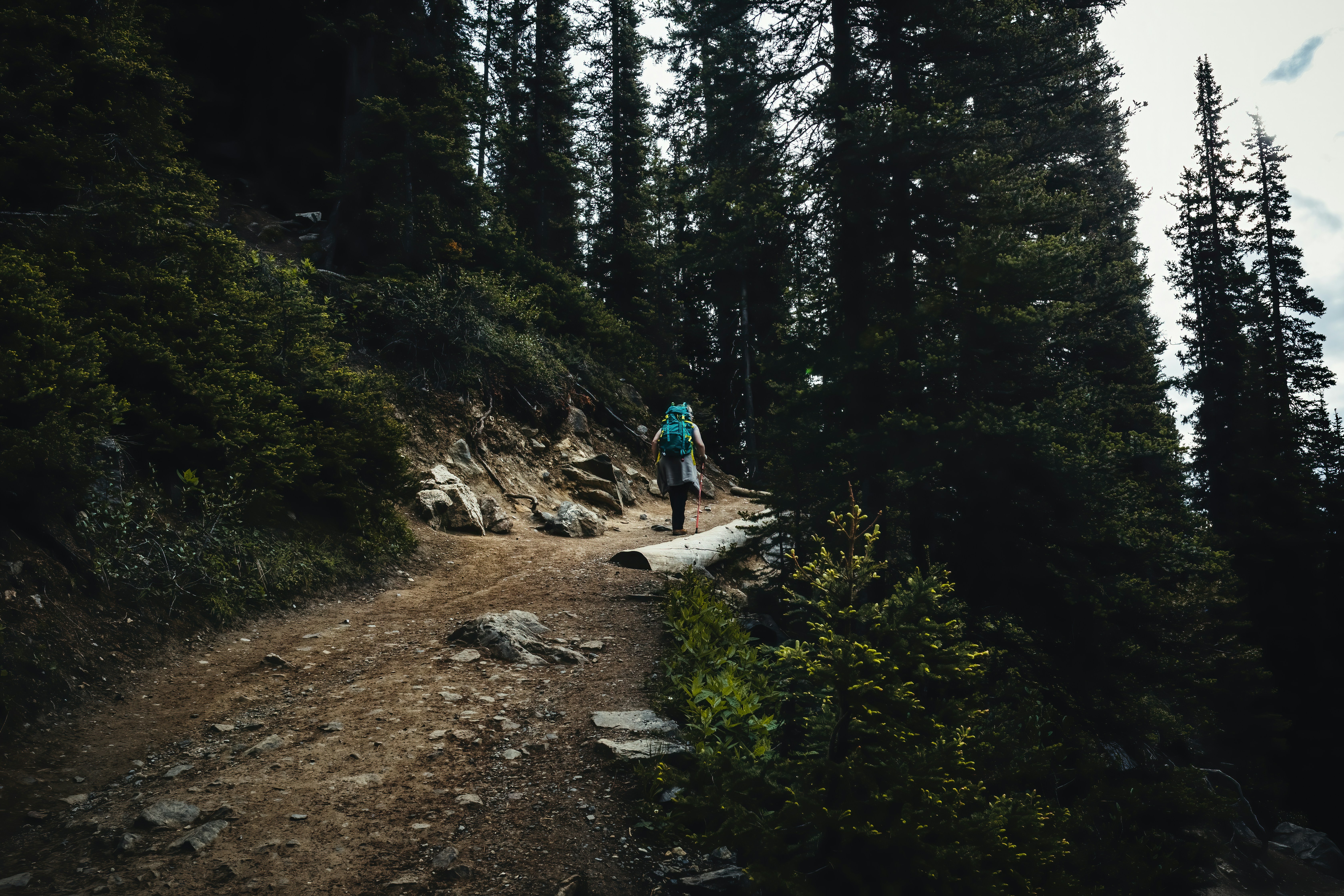 A hiker traversing a winding trail surrounded by tall evergreen trees and rugged terrain.