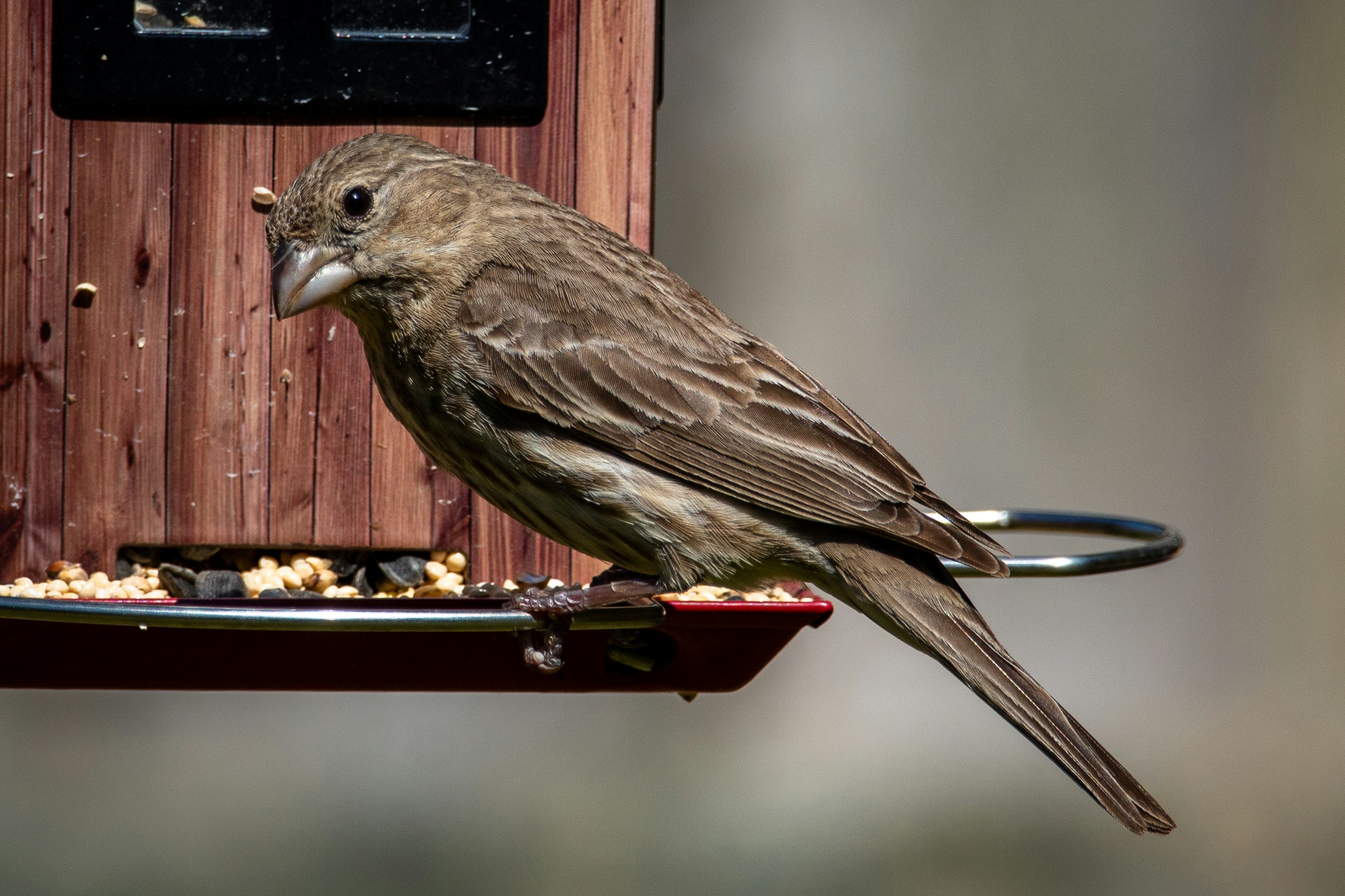 Sparrow at a Rustic Bird Feeder: Seeds, Focus, Solitude