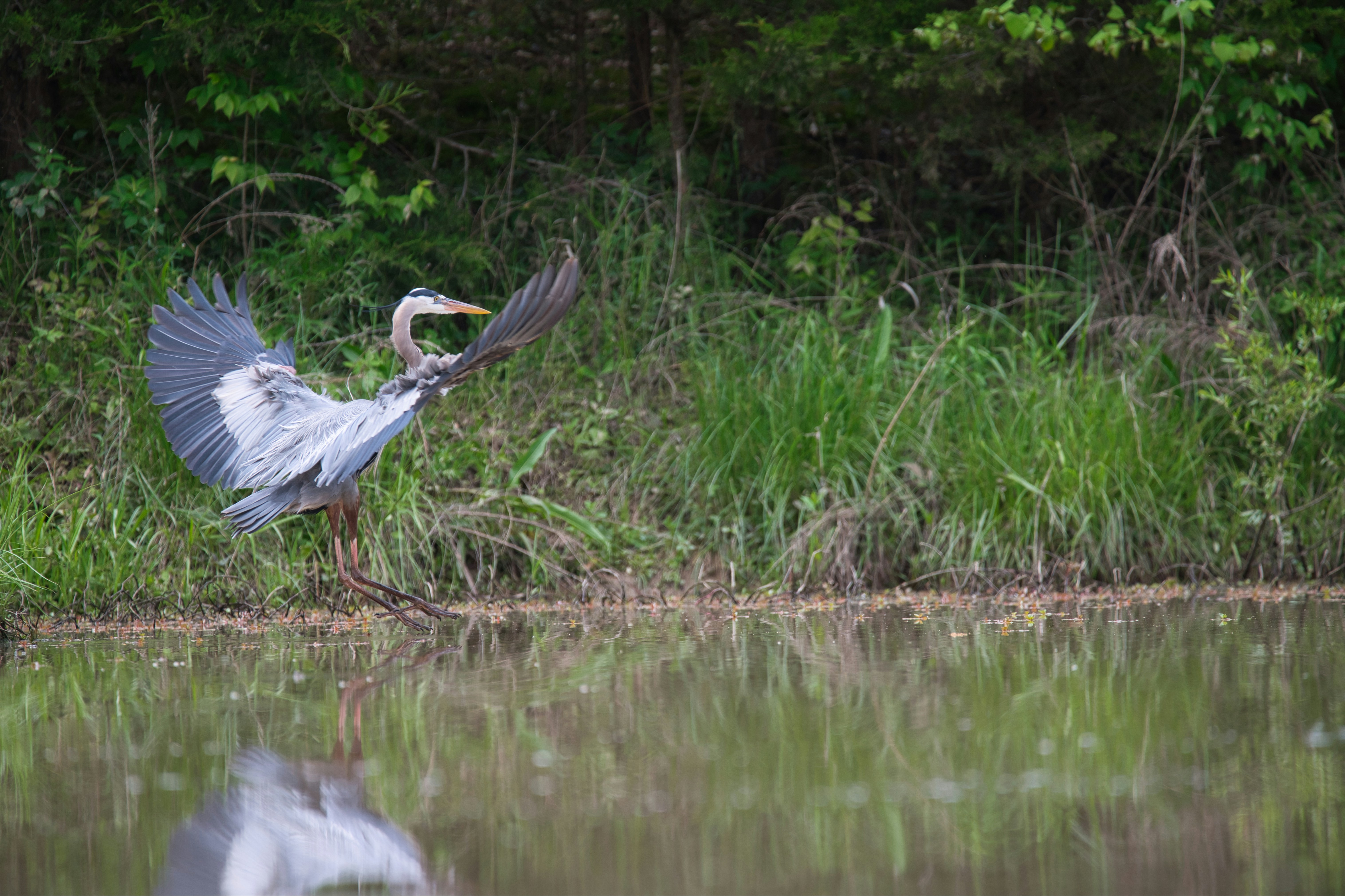 Great blue heron extending its wings as it lands near a lush, green lakeside.