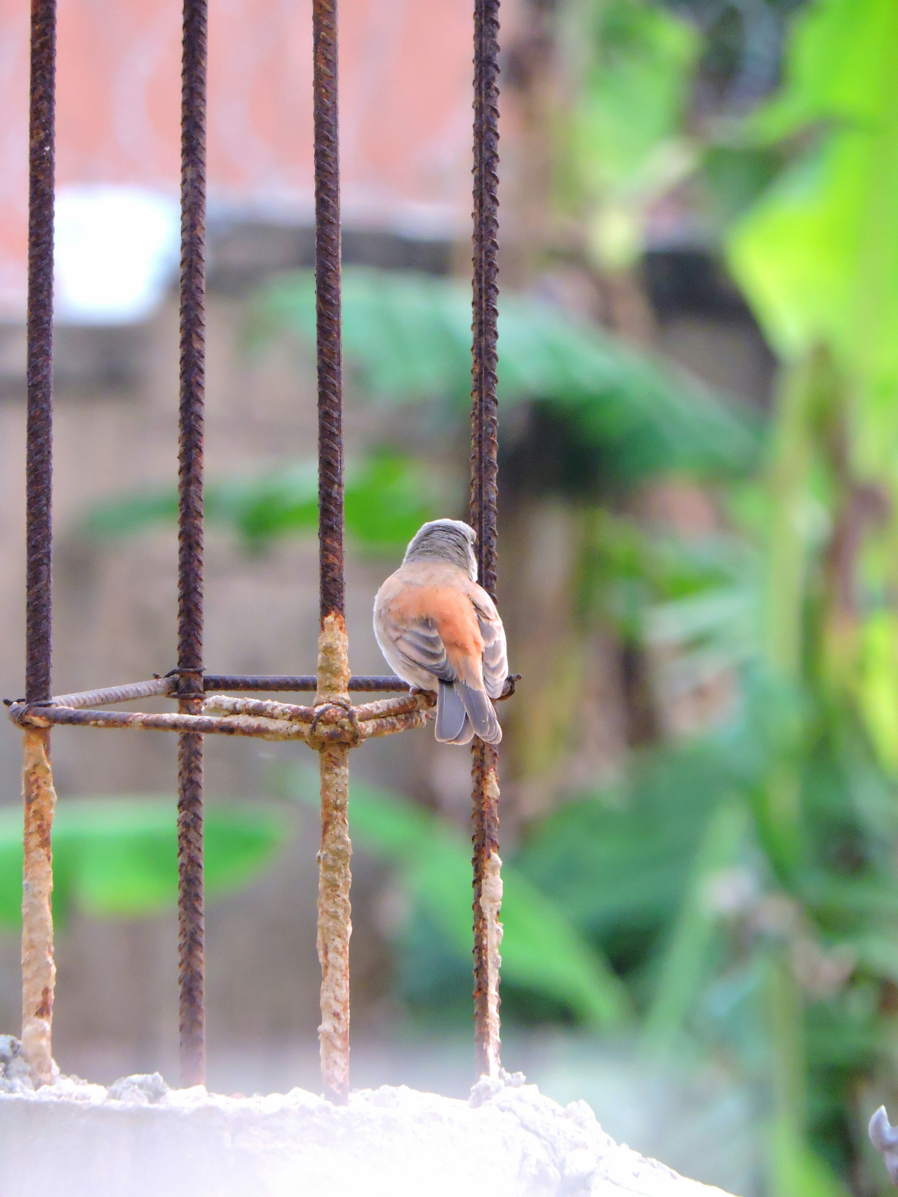 Rusty Bars, Gentle Perch: A Small Bird in Soft Focus