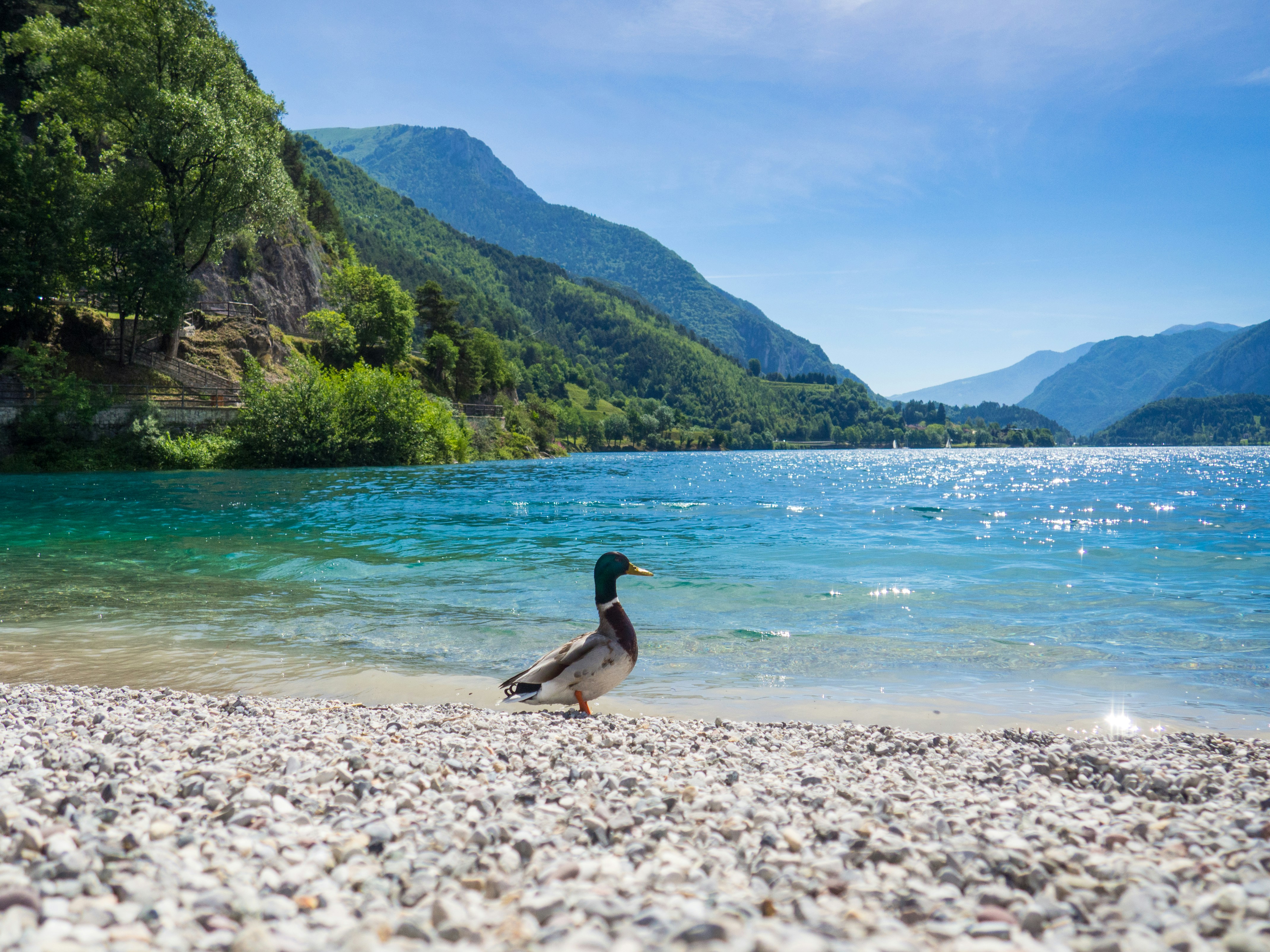 Duck standing on a pebble beach with turquoise lake and mountainous backdrop under a clear sky.