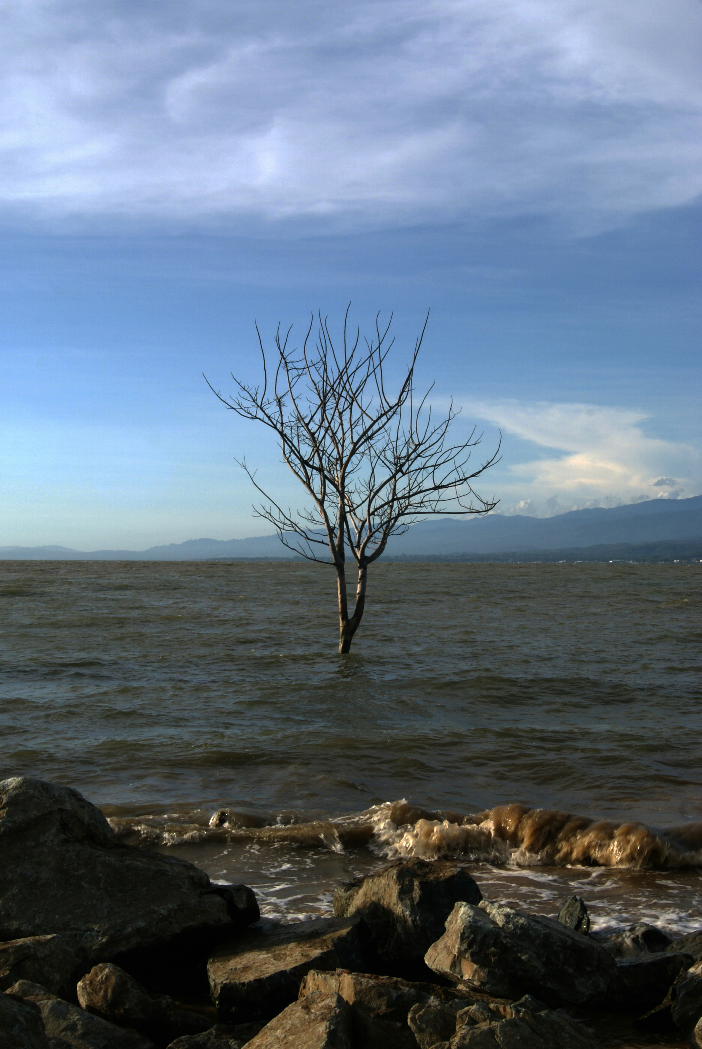 Bare tree standing alone in the sea under a partly cloudy sky.