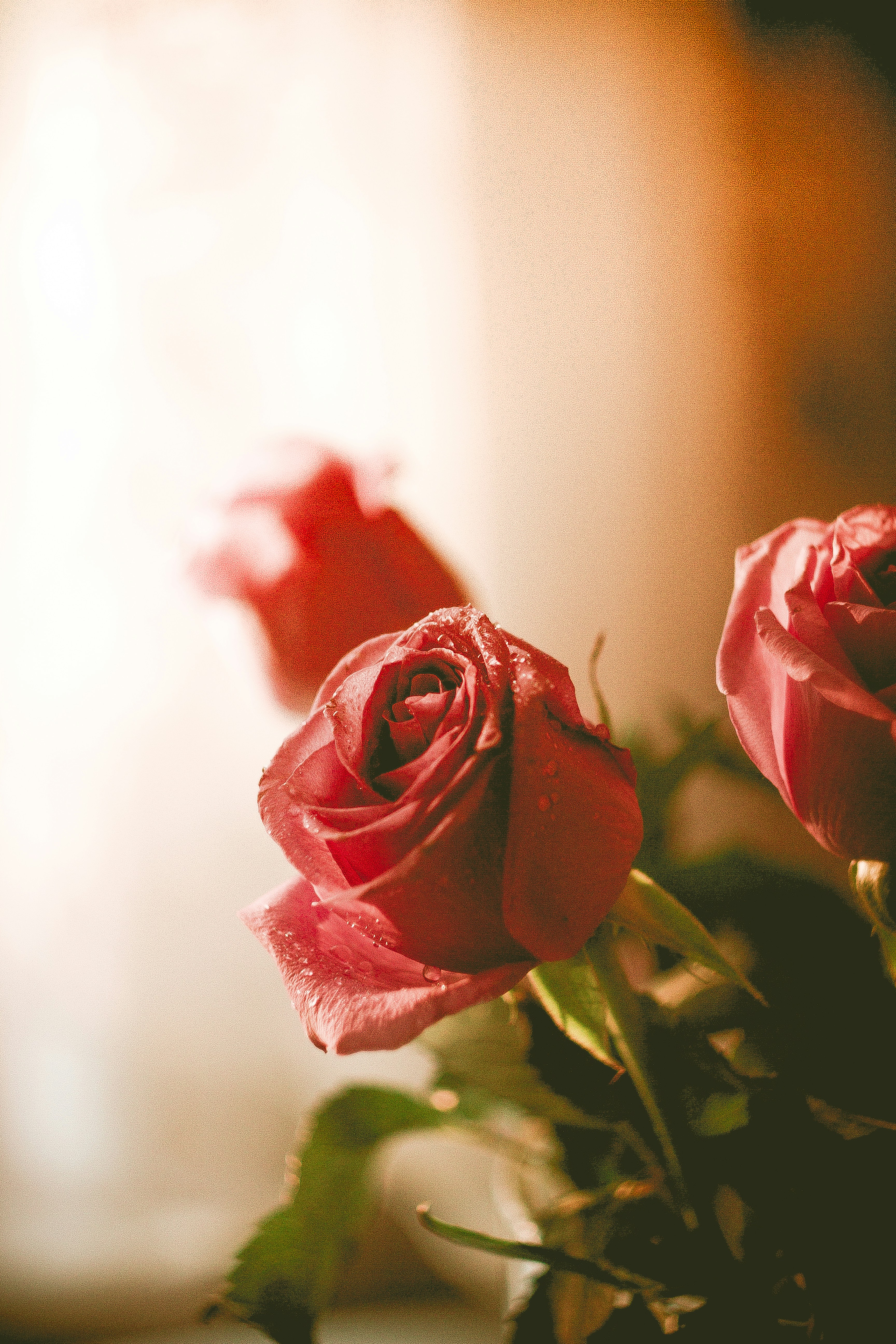 rose | 13 best free rose, flower, blossom and plant photos on Unsplash