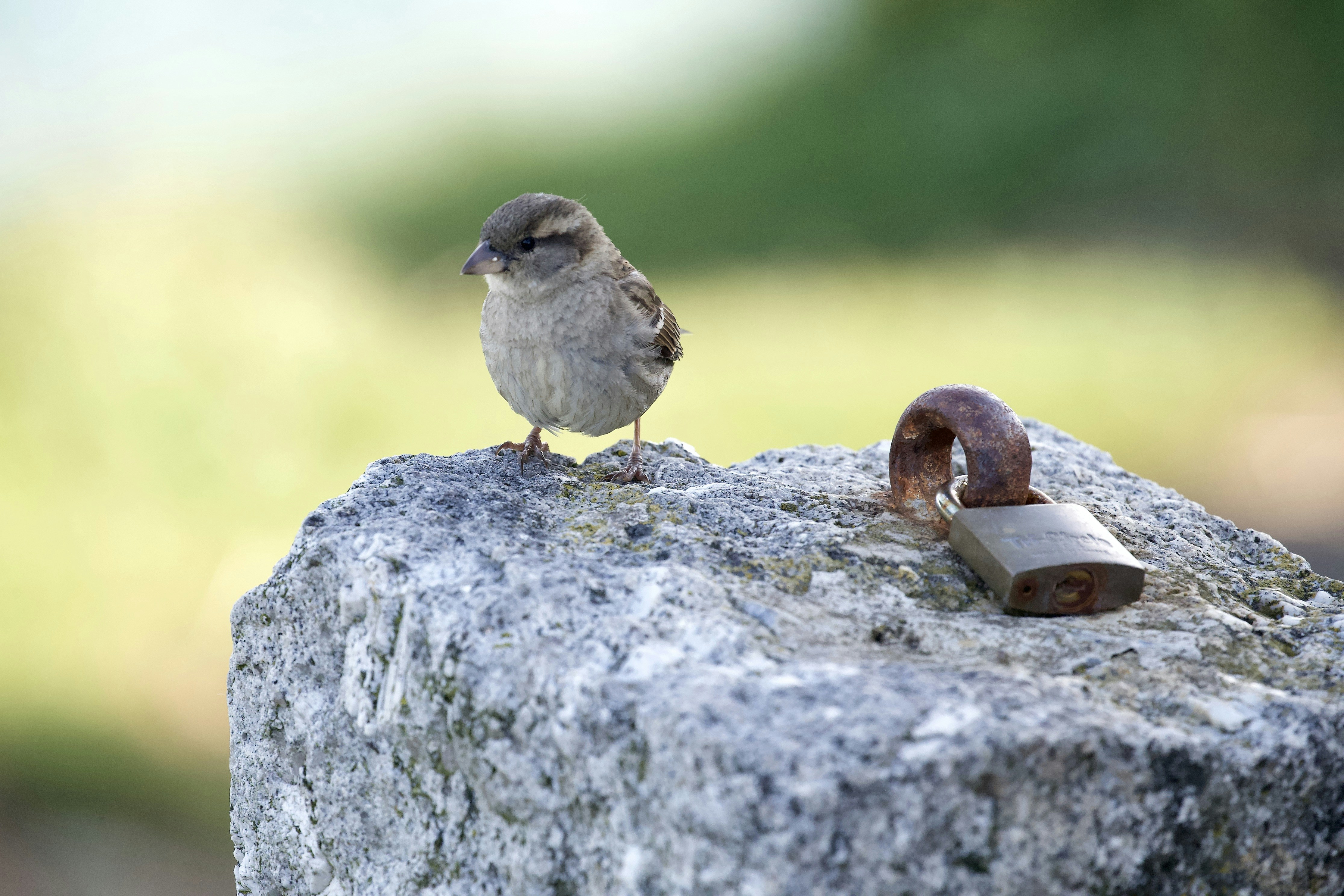 Tiny Brown Bird on a Weathered Stone with a Rusted Lock
