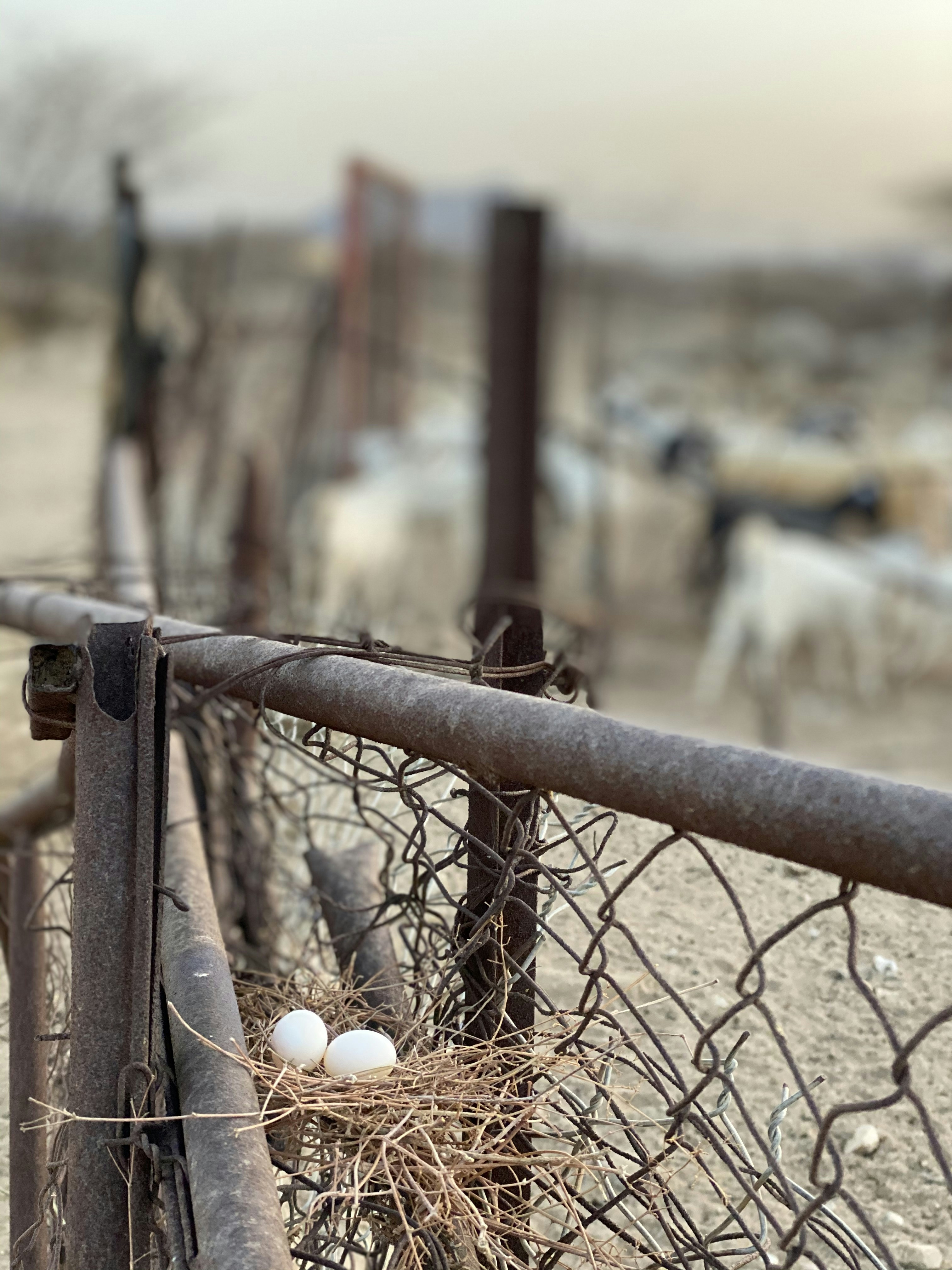 Two white eggs resting in a nest of straw on a weathered fence, with blurred goats grazing in the background.