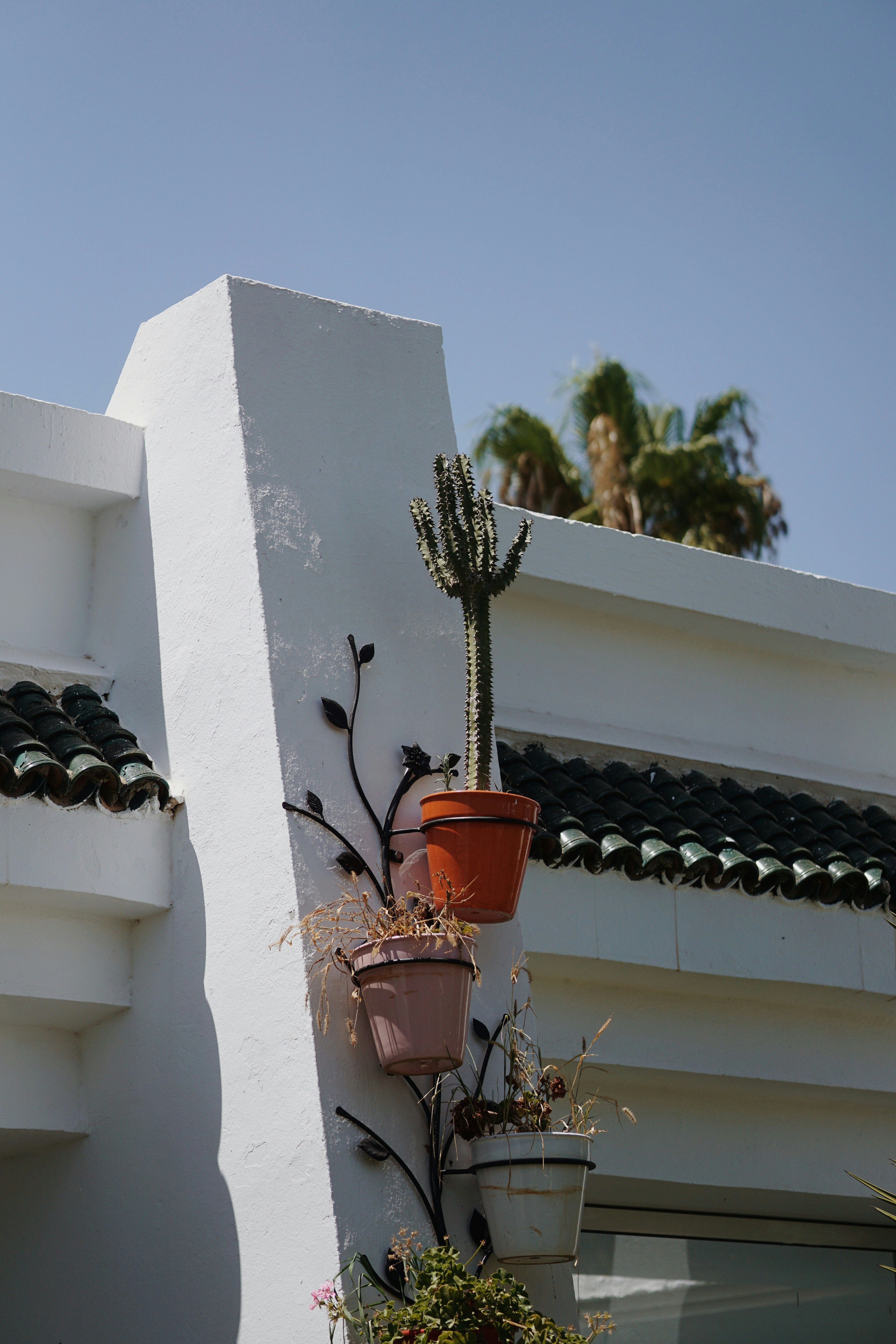 brown plant pot on white concrete wall
