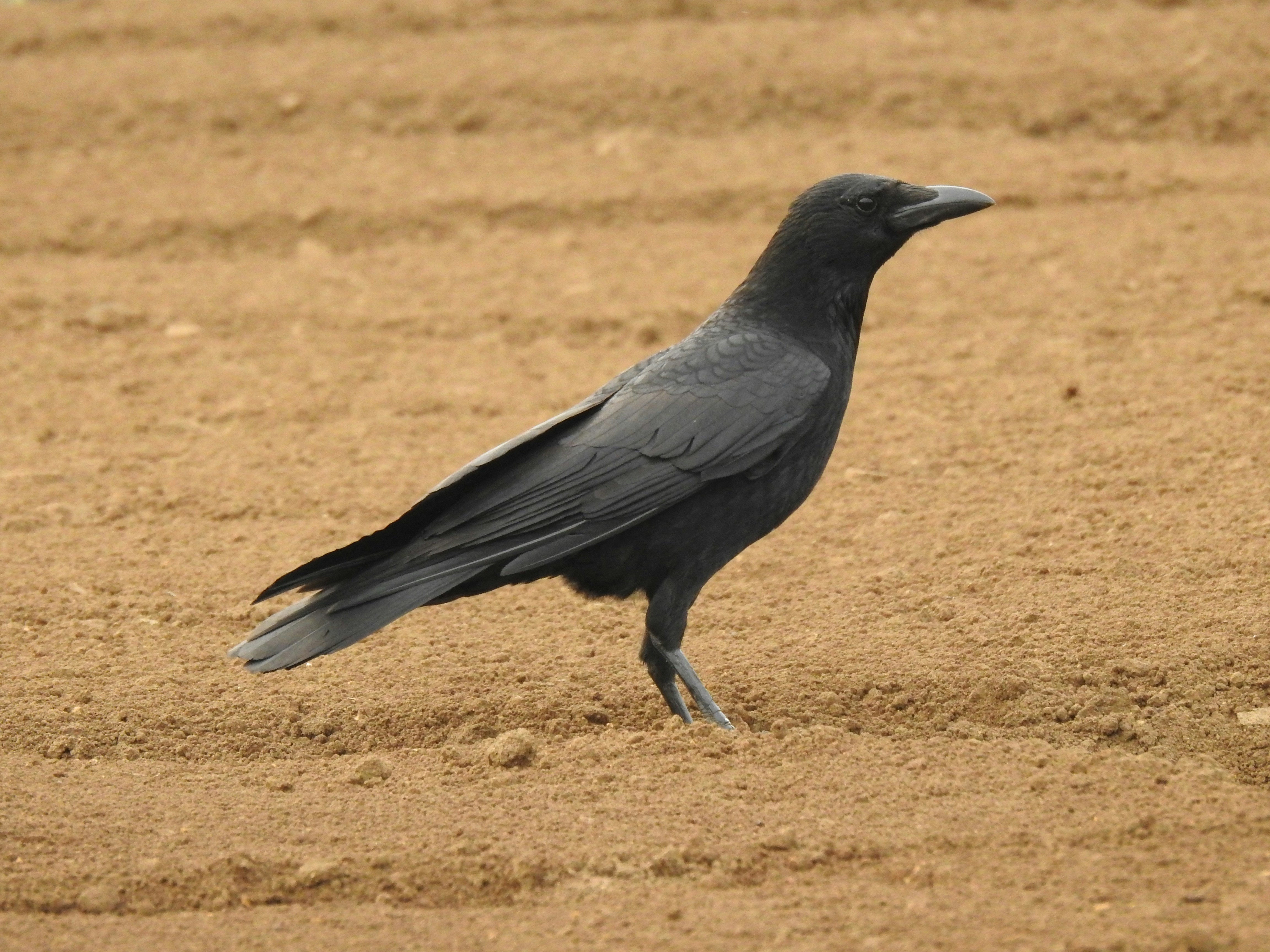 A raven stands poised on a sandy surface, showcasing its sleek black feathers and sharp beak.