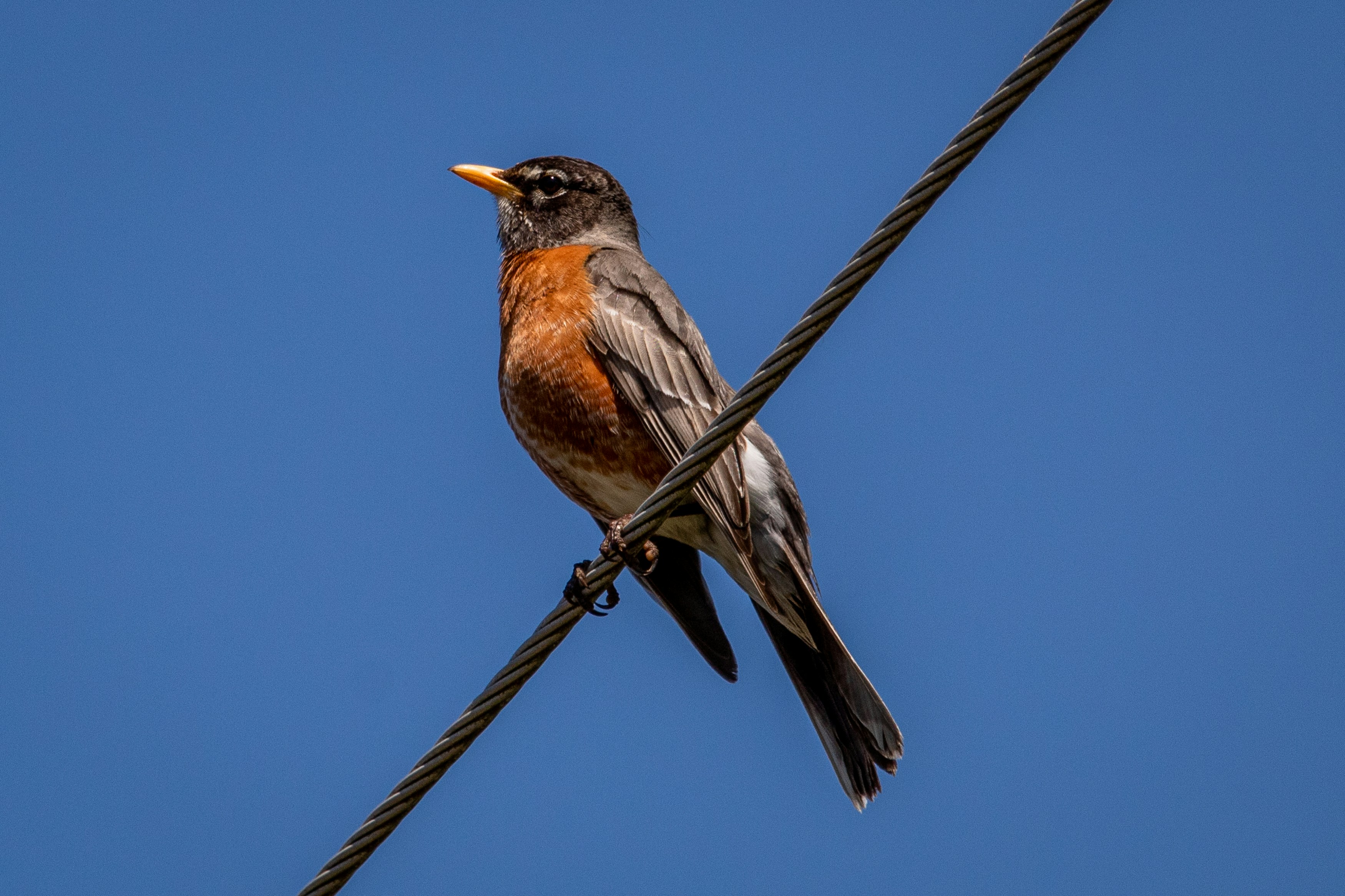 A robin sits on the telephone wire in my backyard. | brown and black bird on gray wire during daytime