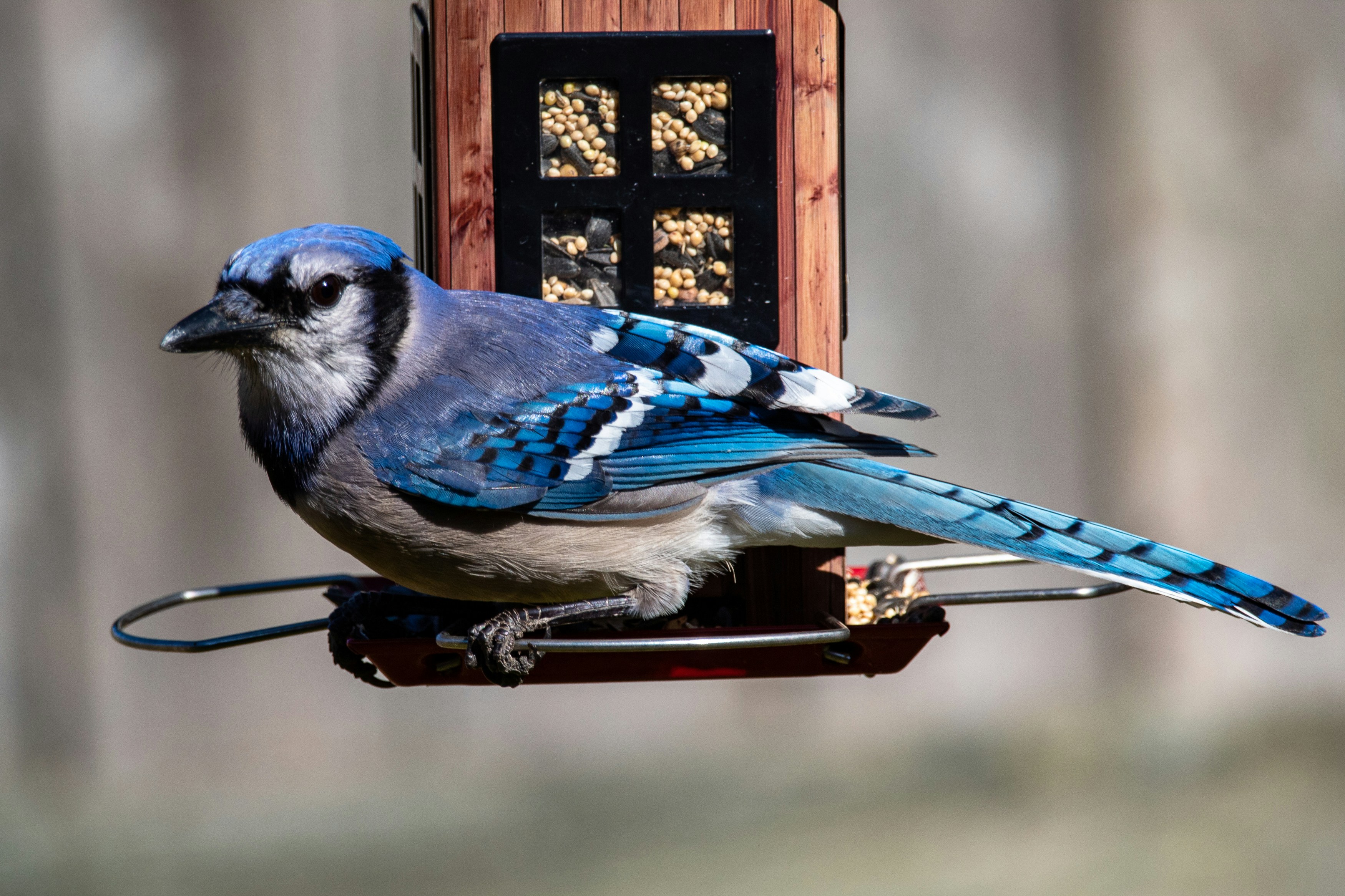 A blue jay stealing some food from the feeder after scaring off the smaller songbirds.