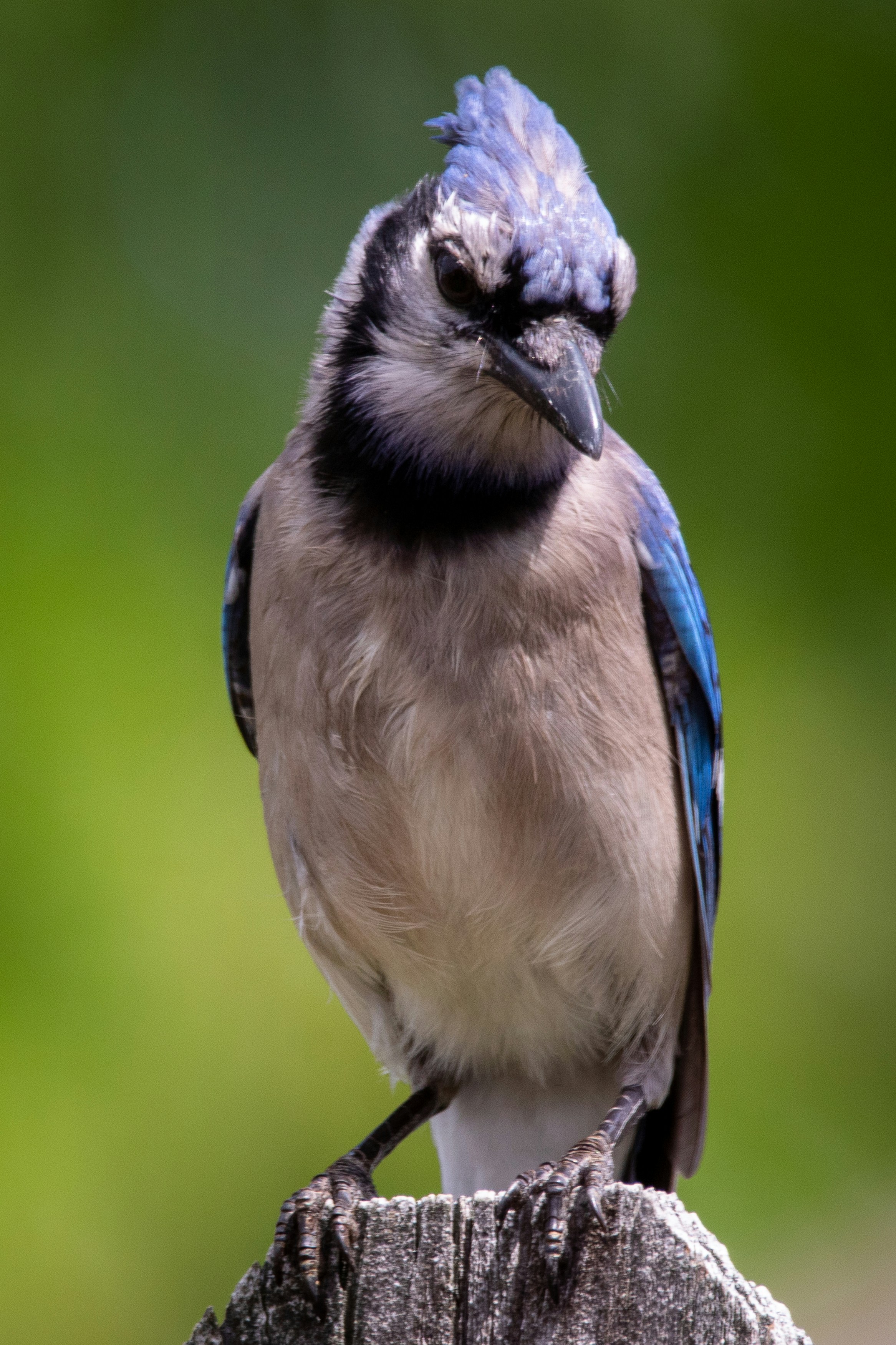 A blue jay perched on the fence in my backyard. | a blue bird sitting on top of a wooden post