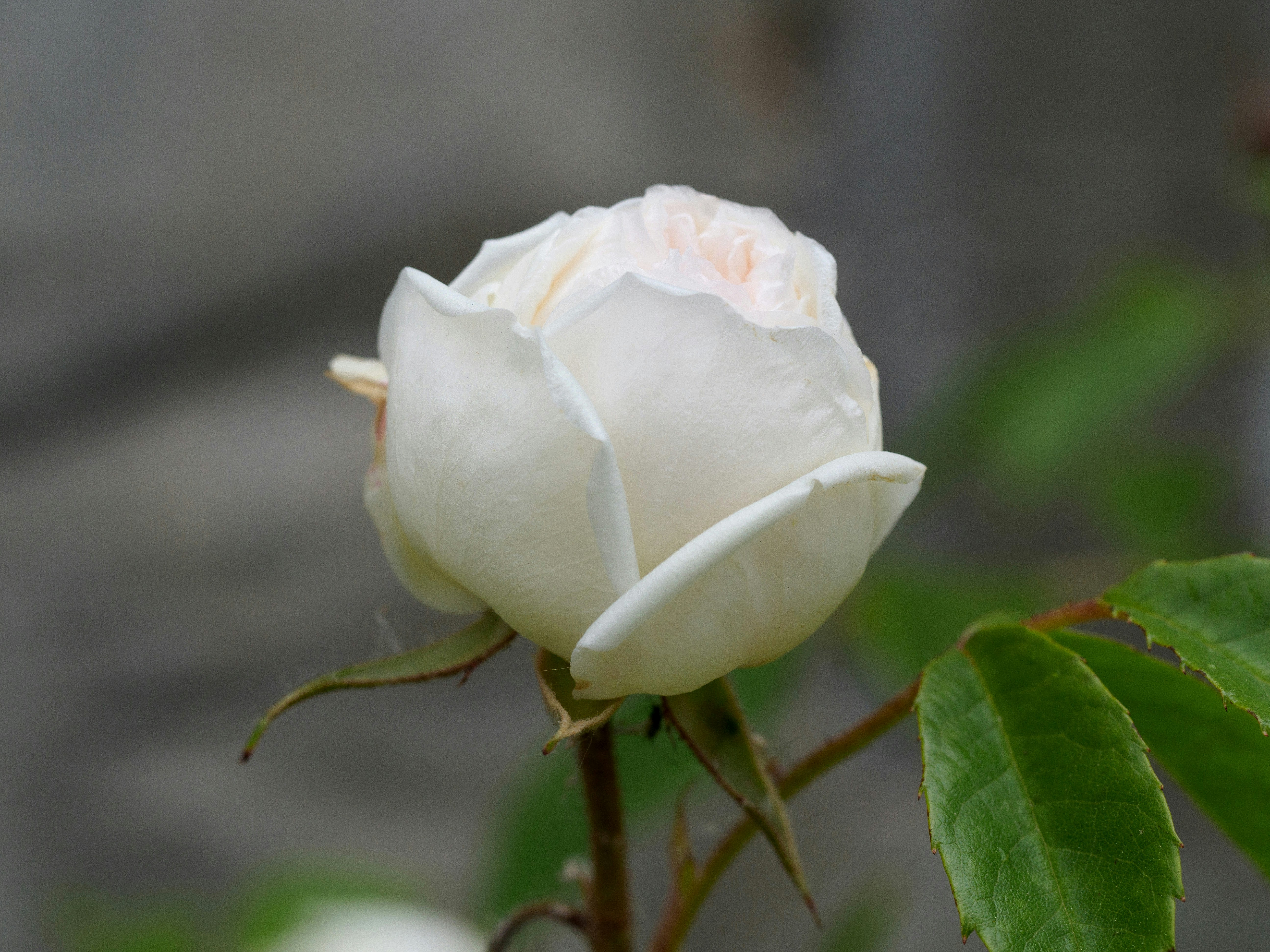 Delicate white rose bud surrounded by lush green leaves, showcasing its soft petals and subtle hues. A symbol of purity and new beginnings.
