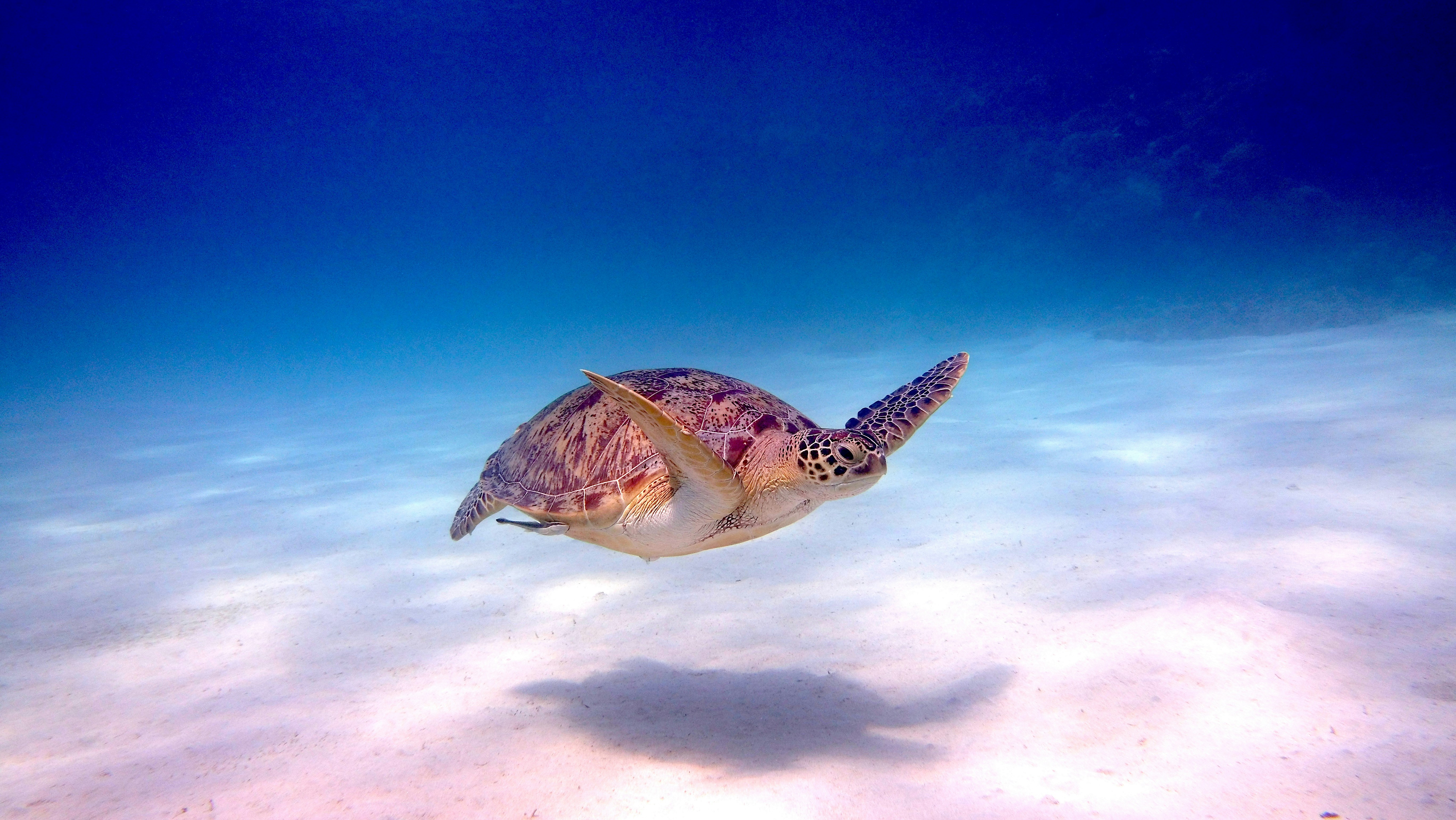 Sea turtle glides above sunlit sandy seabed in crystal-clear tropical water. This photograph captures the gentle motion and serene blue surroundings.