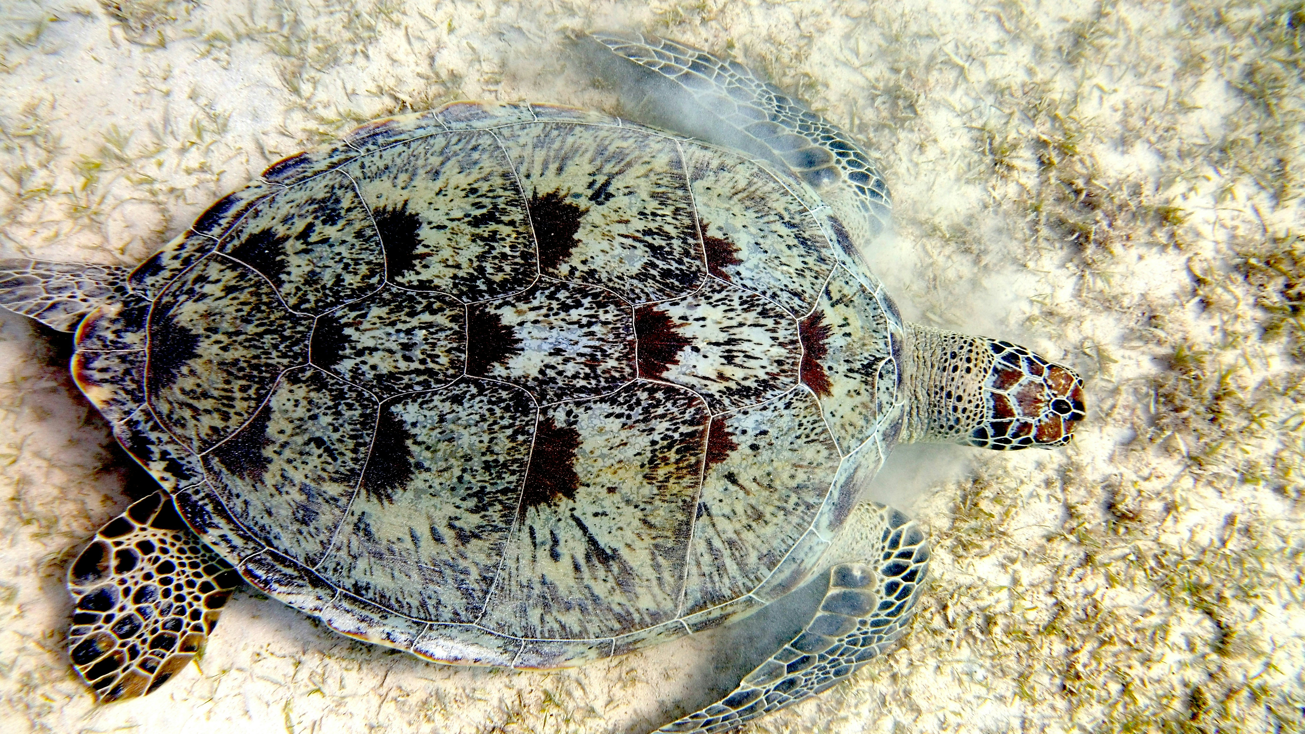 Sea turtle glides across a textured sandy seabed, its patterned carapace contrasted by sunlit grains.