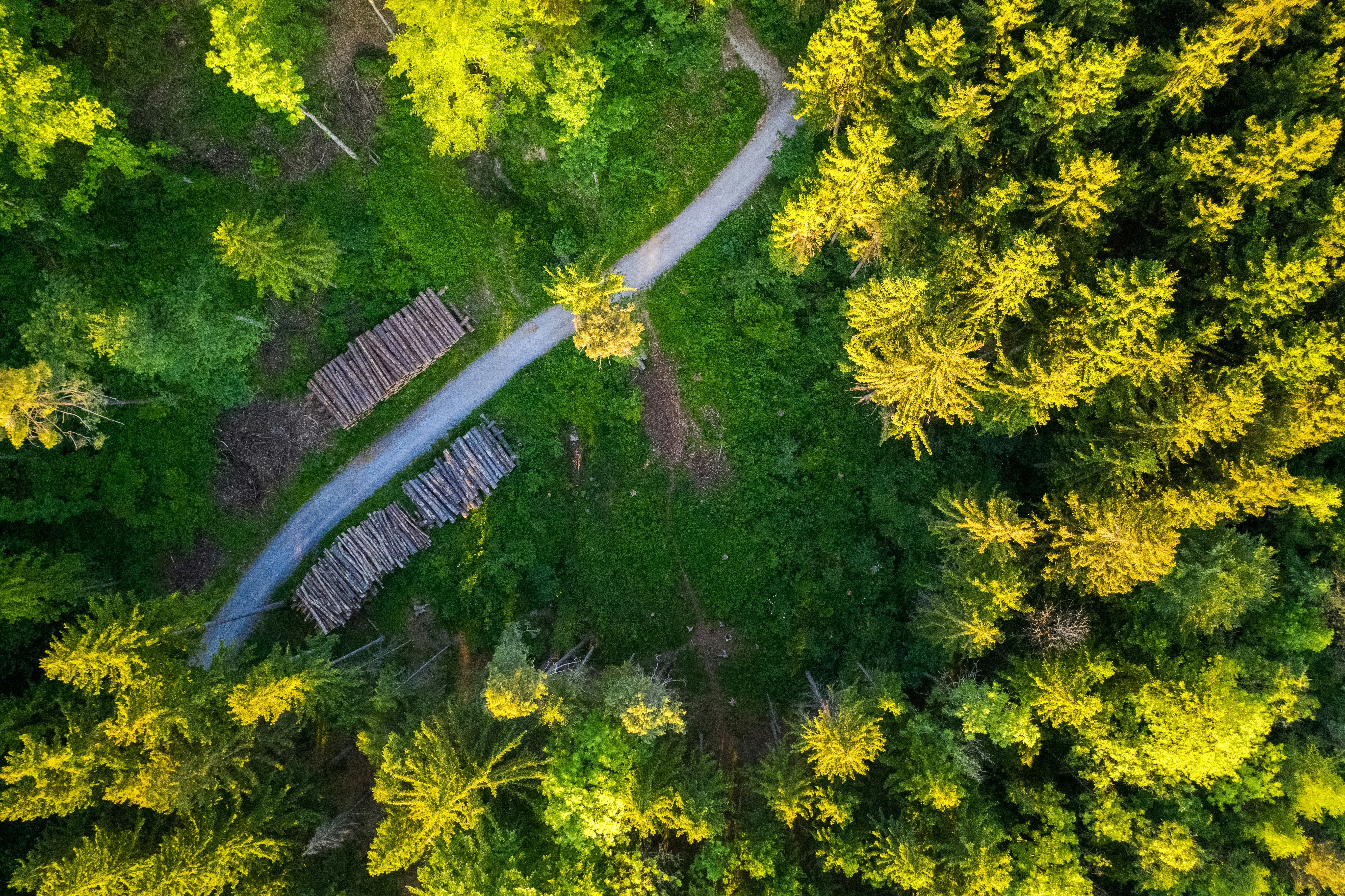 Canopy Corridor: Aerial Glide Over a Winding Forest Trail and Rustic Bridge