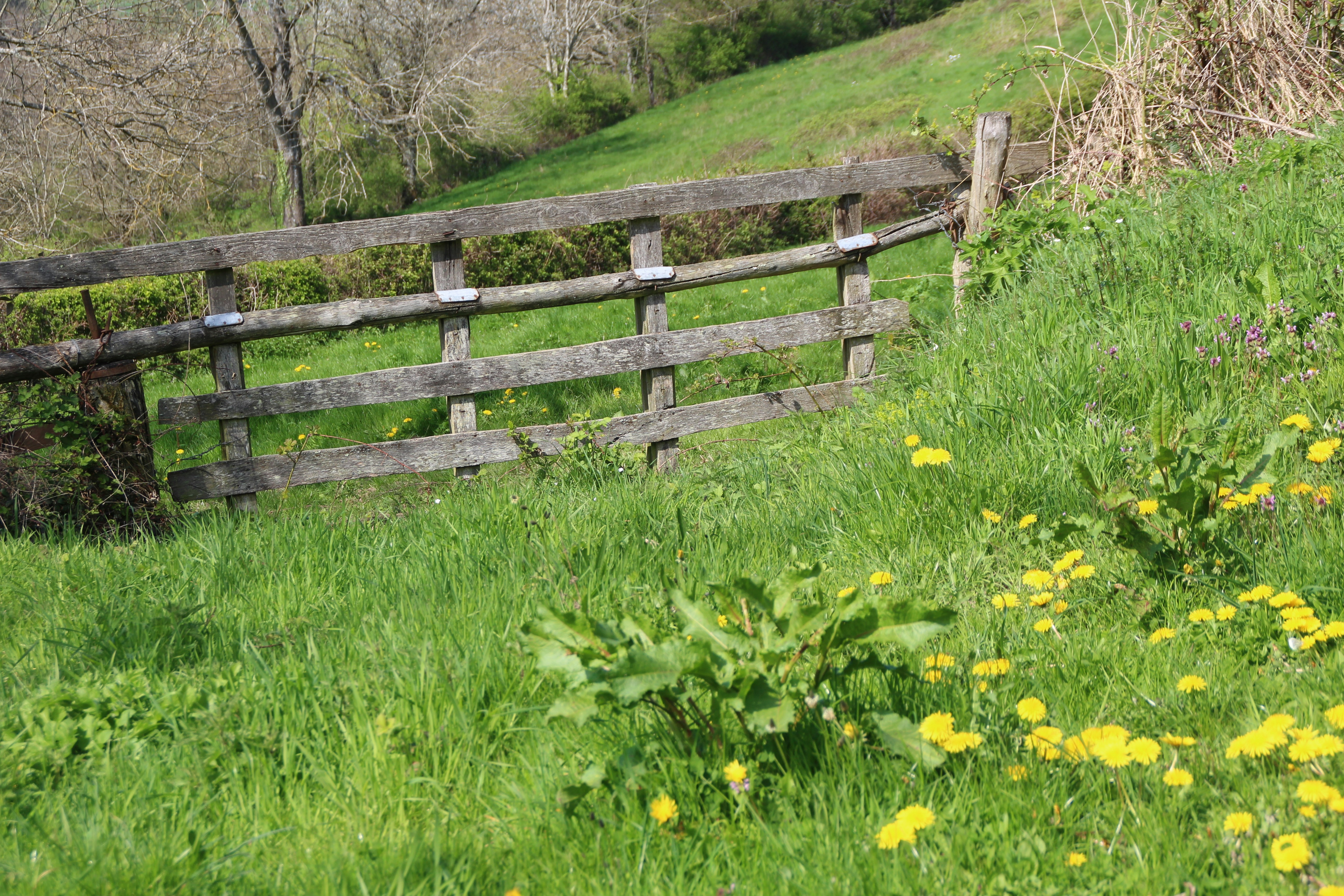 The Quiet Gate: Rustic Fence Framing a Meadow of Dandelions