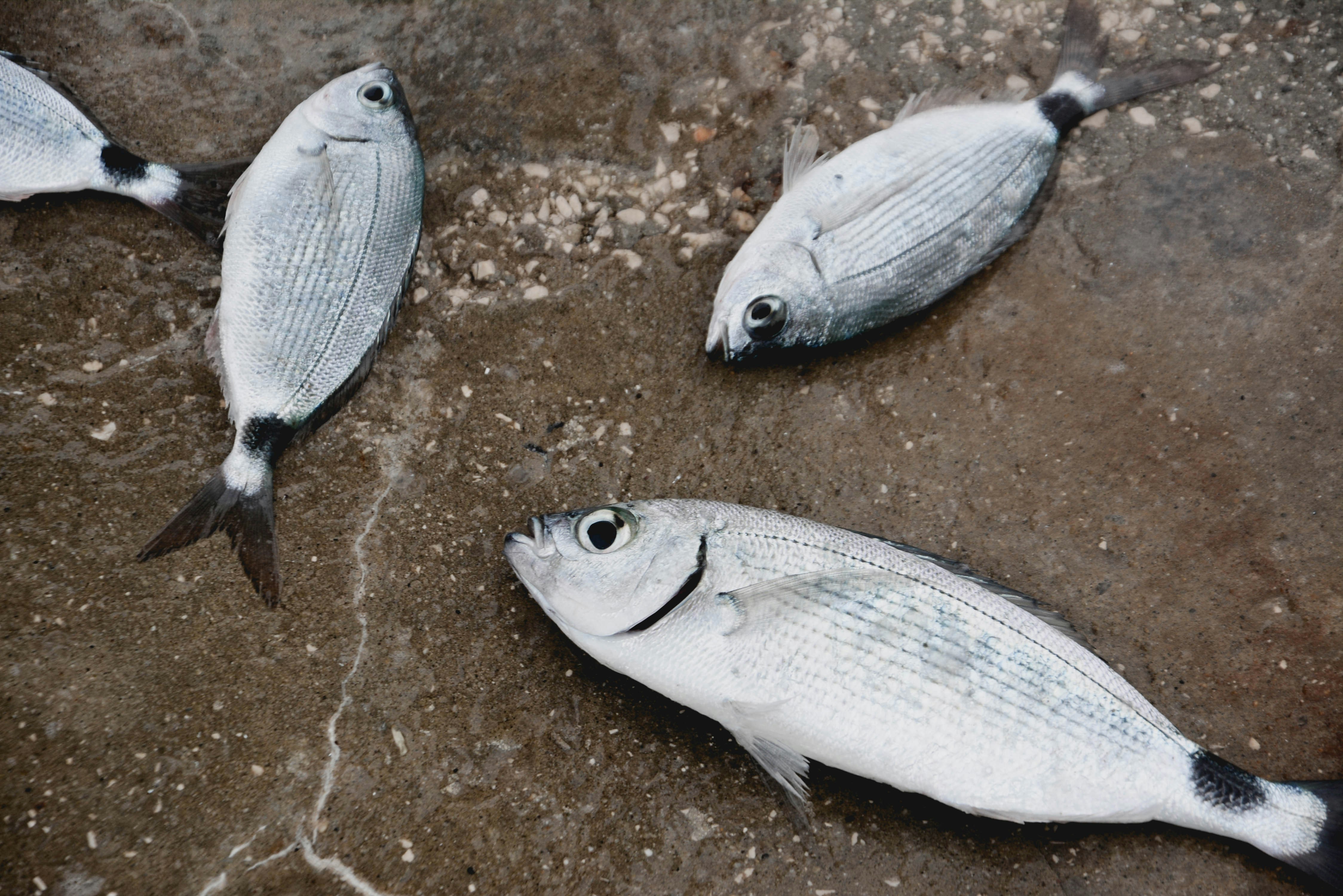 Several freshly caught fish arranged on a wet surface, showcasing their scales and features. The setting highlights the aftermath of a fishing expedition.