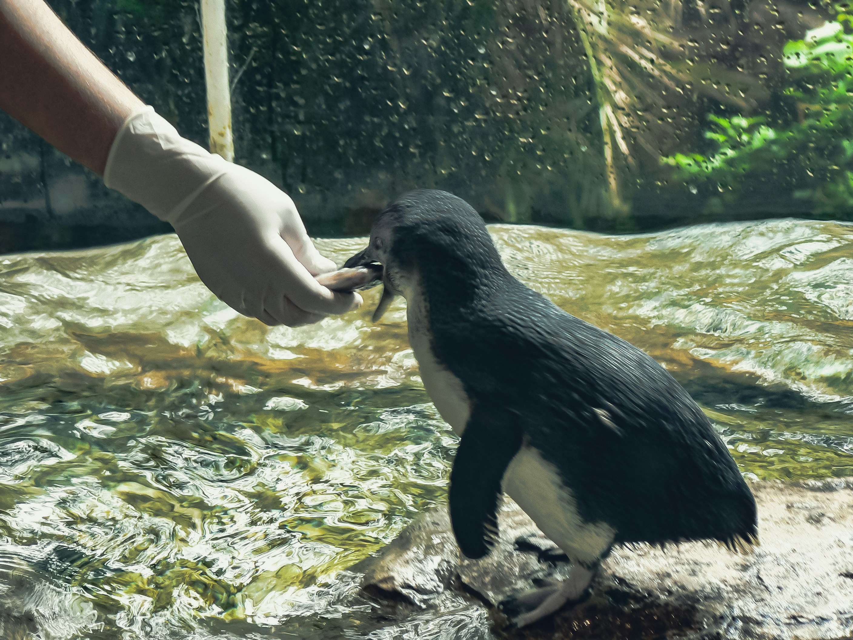 A gloved hand offers a snack to a black-and-white penguin at the edge of a shallow, rocky pool.