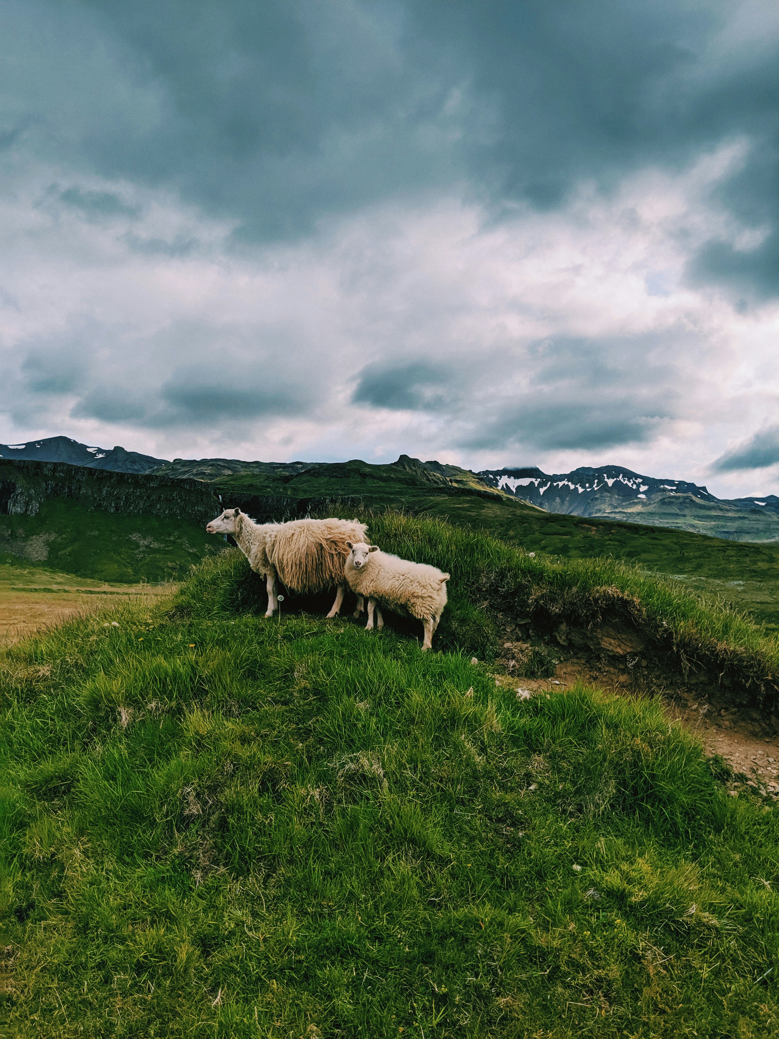 Two Sheep on a Grass Ridge Beneath a Brooding Cloudscape