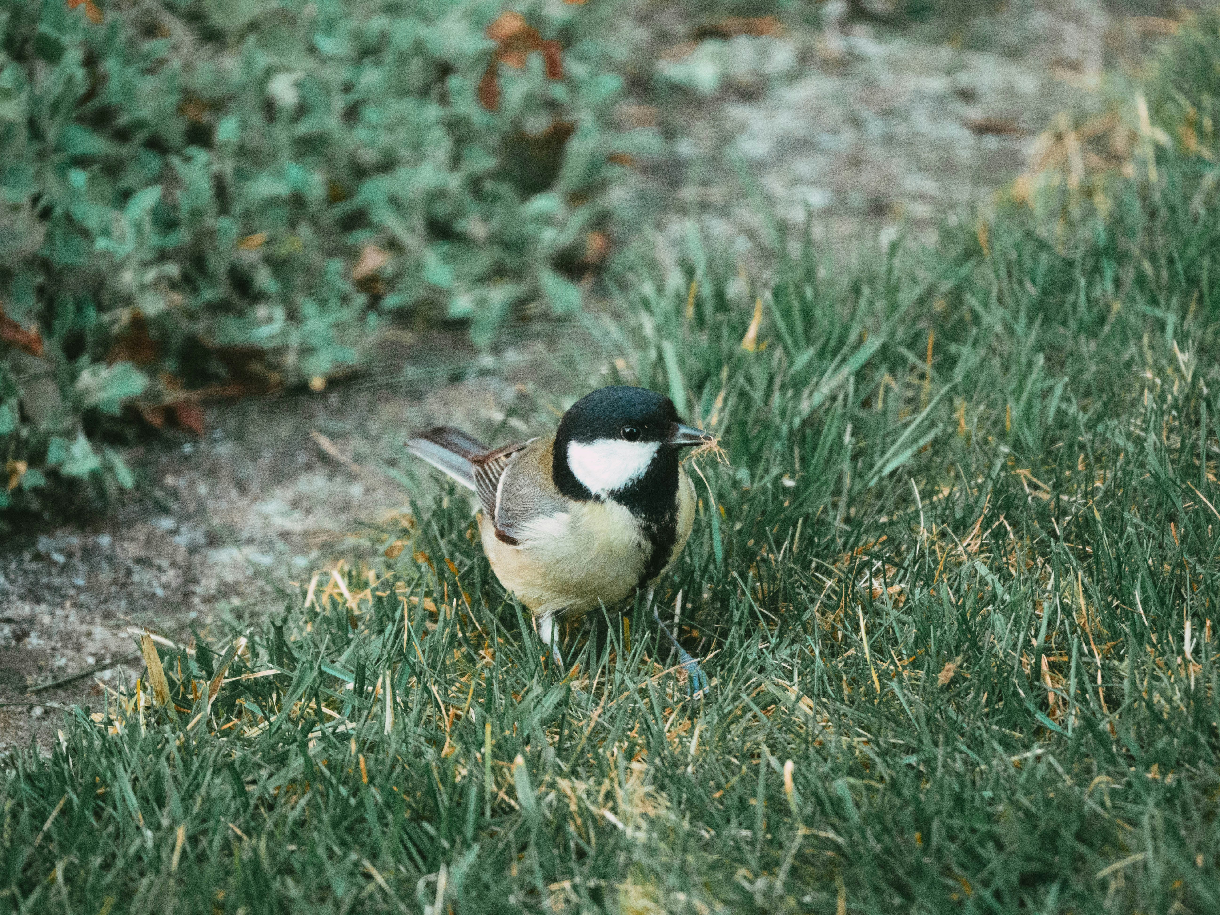 Great Tit on the Edge of a Quiet Garden Grass Patch