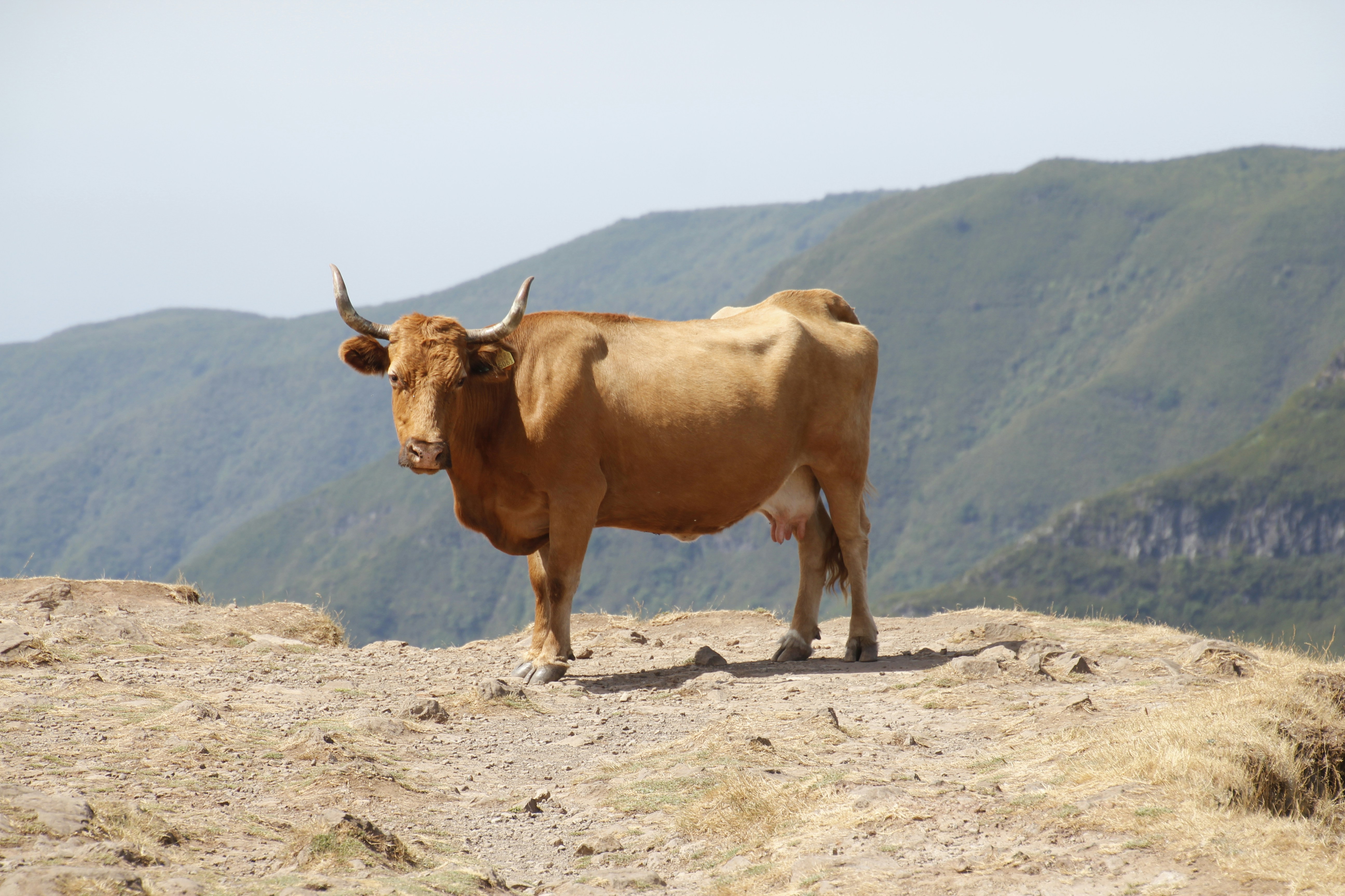 A brown cow stands on rocky terrain, gazing towards the viewer with rolling hills in the background. The scene captures the essence of rural tranquility.